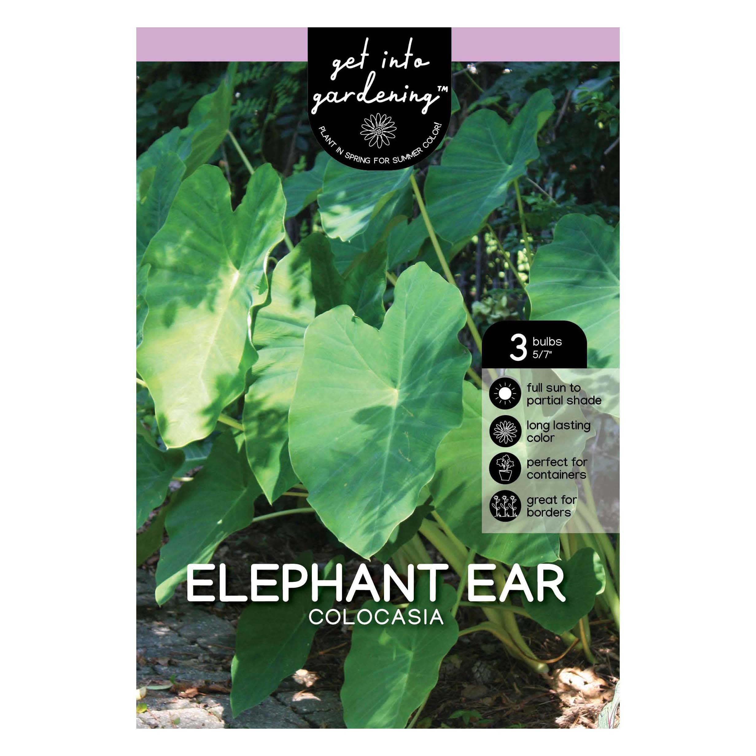Elephant Ear - Shop Seeds at H-E-B