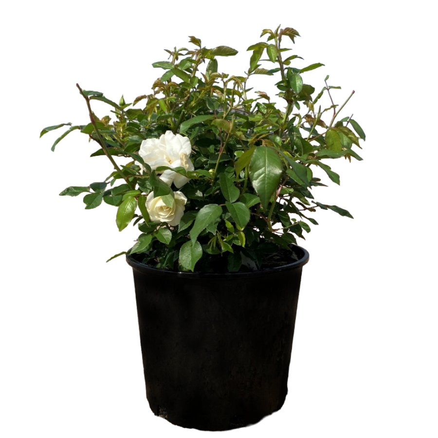 Greenleaf Nursery Assorted White Rose - Shop Potted plants at H-E-B