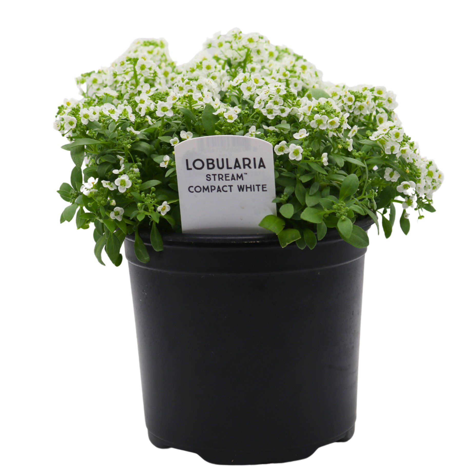 Lobularia Stream - White - Shop Potted plants at H-E-B