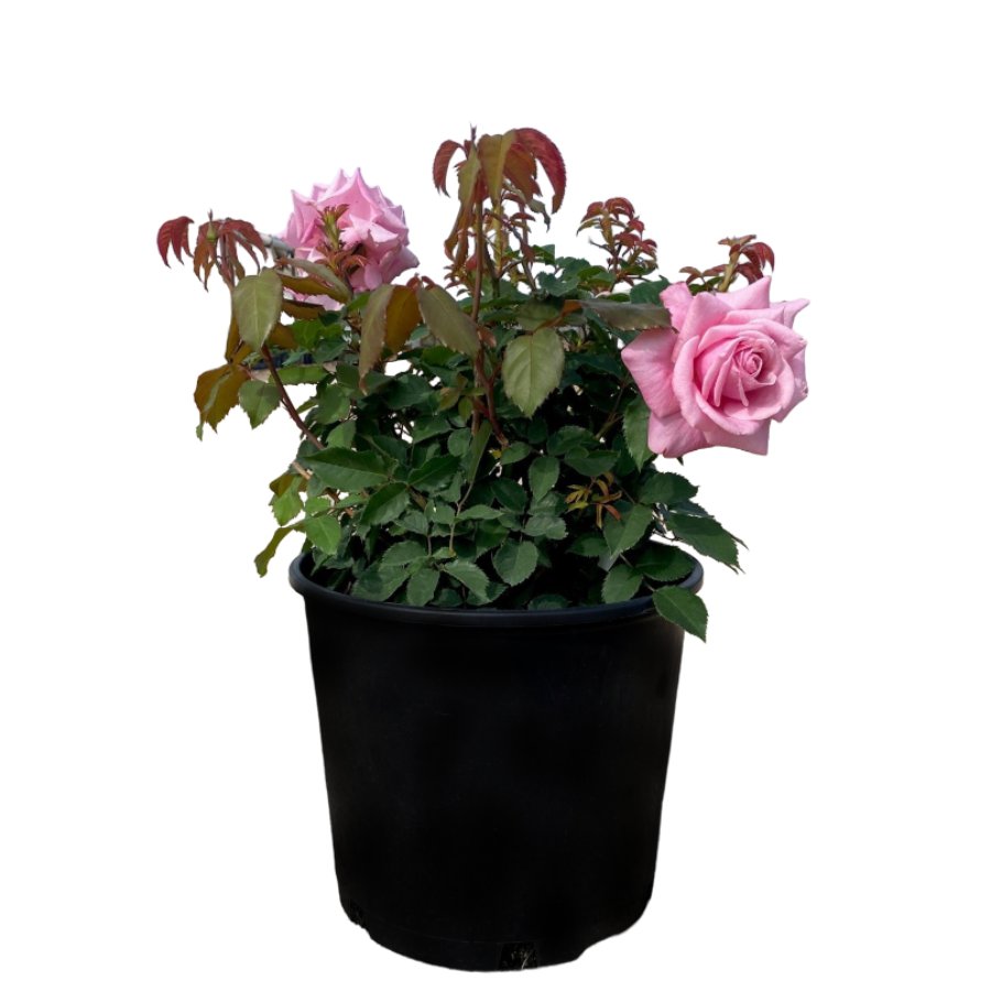 Greenleaf Nursery Assorted Pink Rose - Shop Potted plants at H-E-B