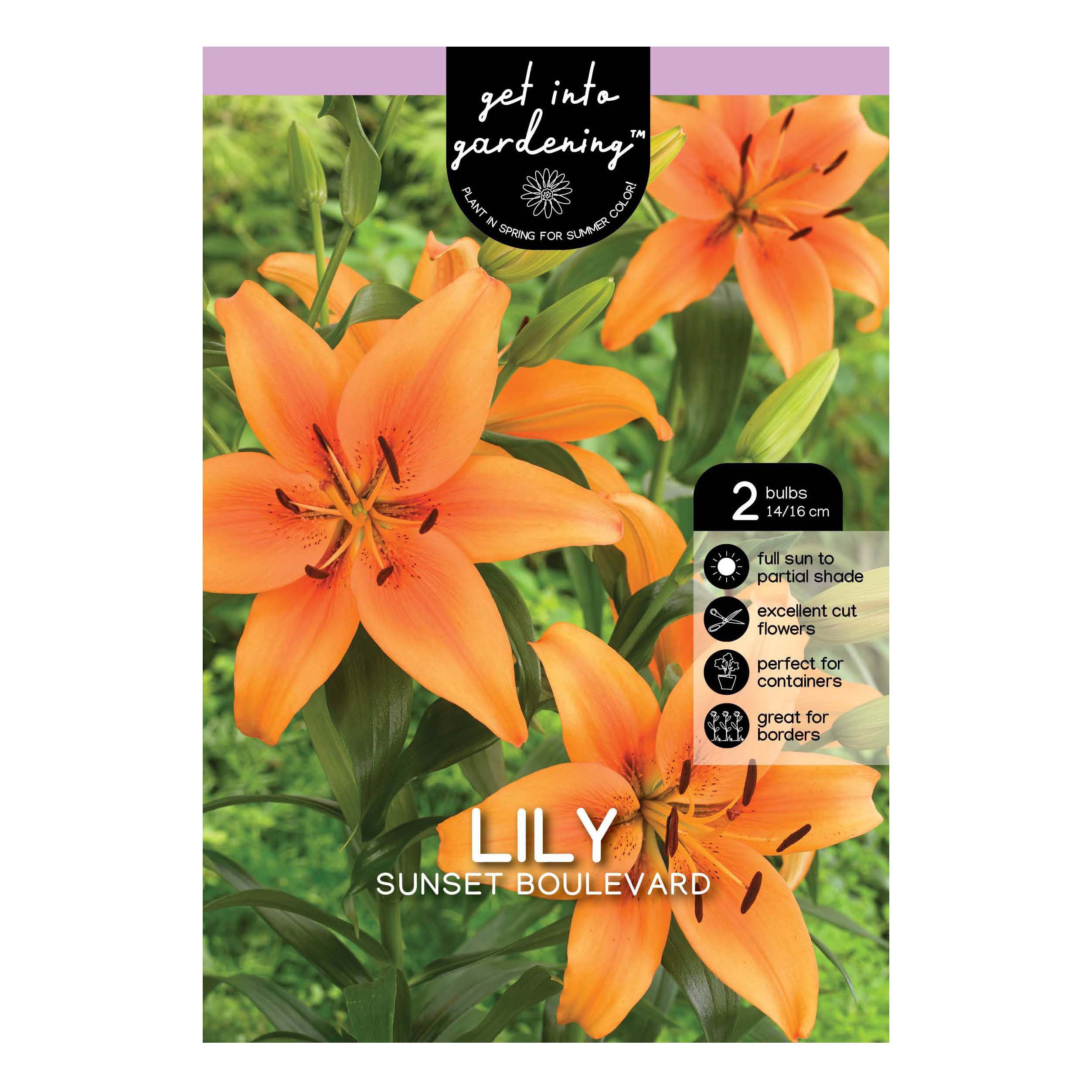 Lily Sunset Boulevard - Shop Seeds at H-E-B