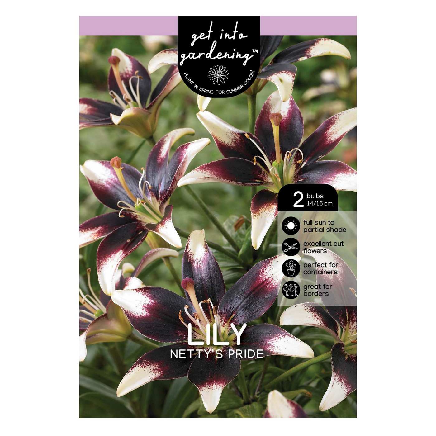 Lily Netty's Pride - Shop Seeds at H-E-B