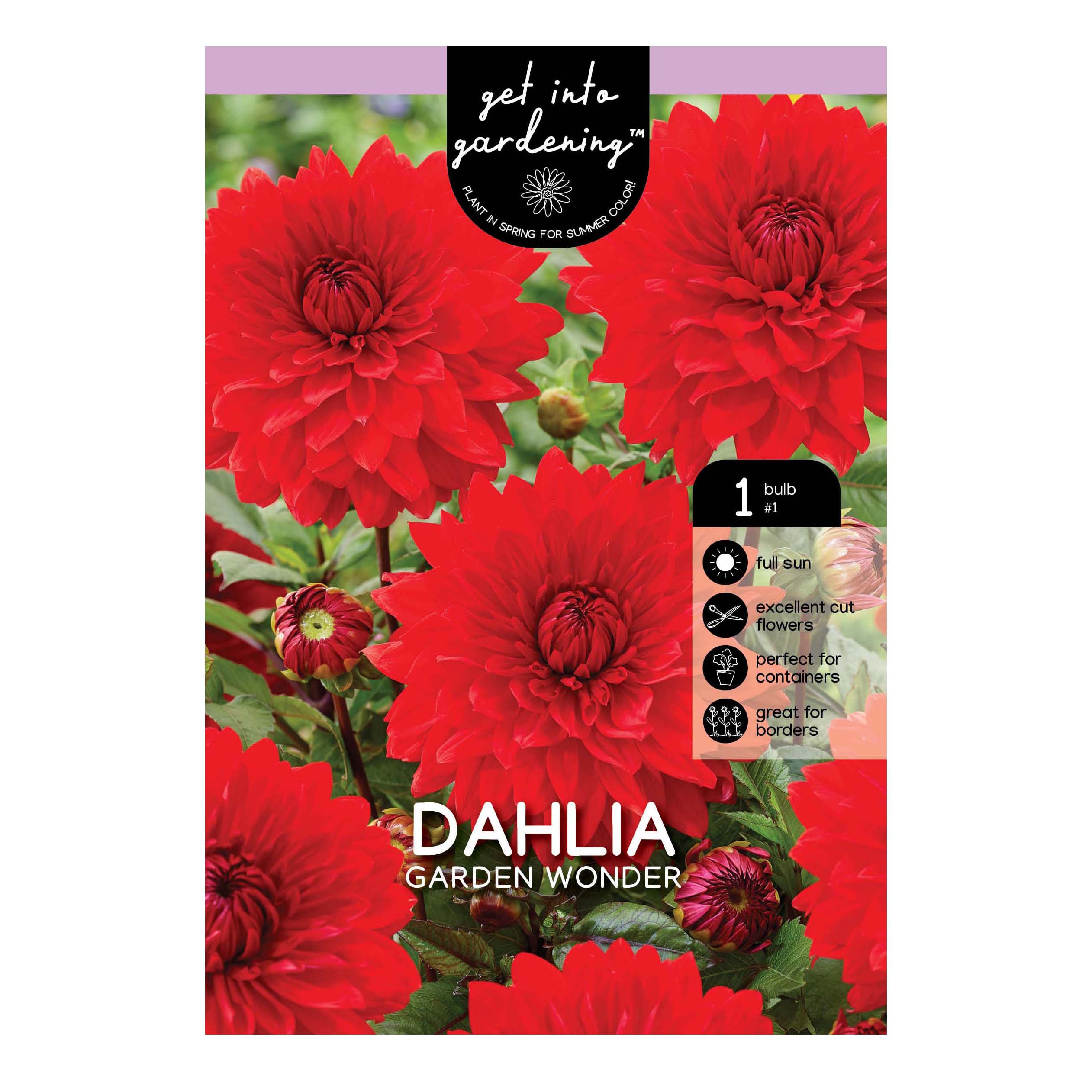 Dahlia Garden Wonder Bulb - Shop Seeds at H-E-B