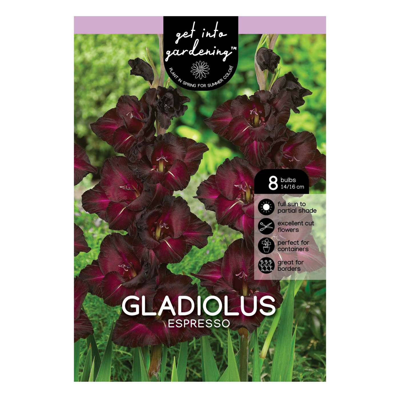 Gladiolus Espresso - Shop Seeds at H-E-B