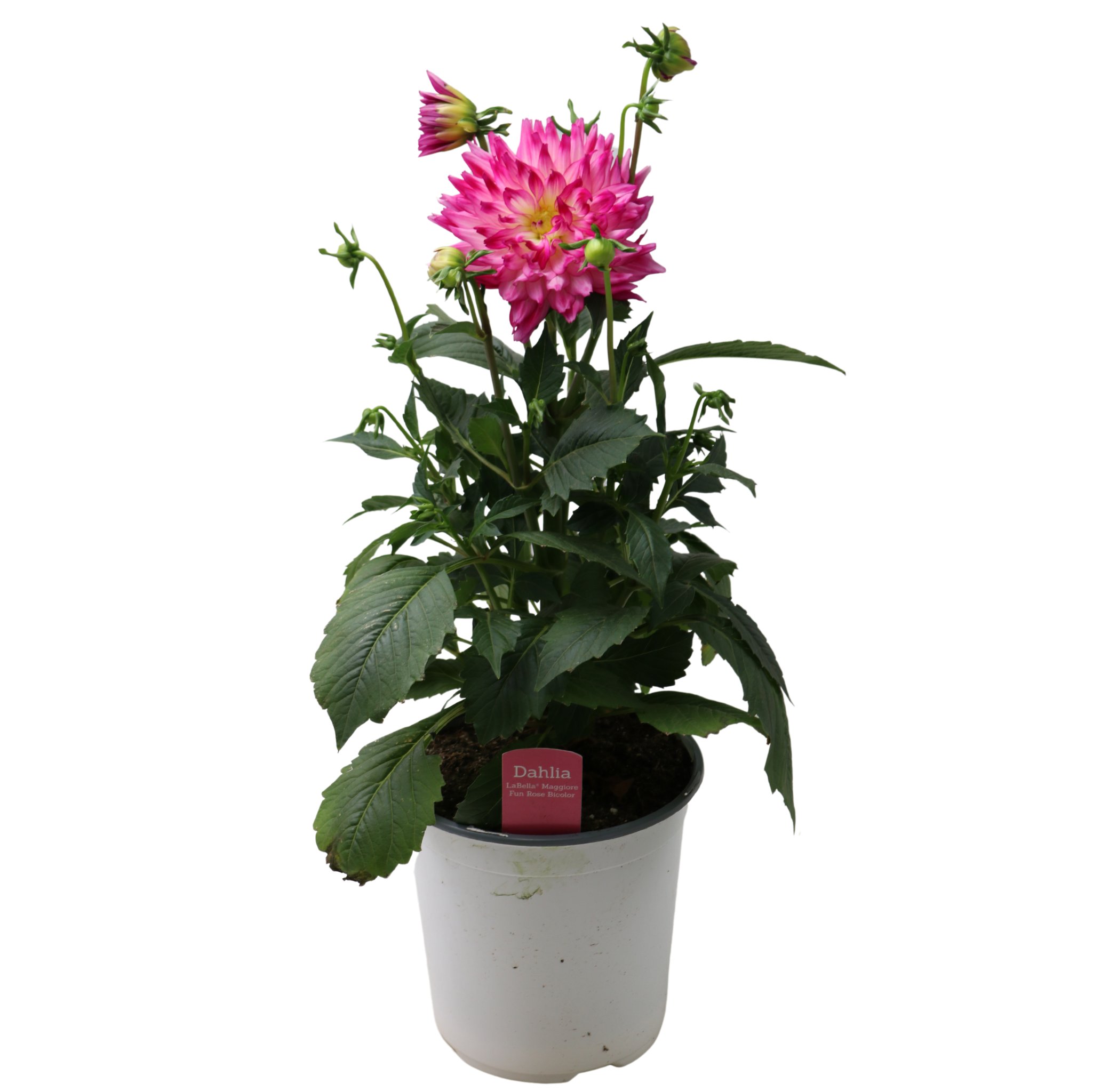 Spring Creek Growers LaBella Maggiore Fun Rose Bicolor Dahlia - Shop ...
