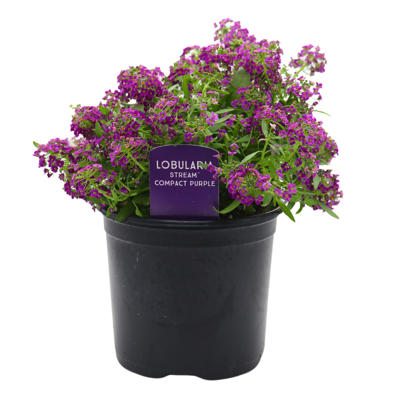 Lobularia Stream - Purple - Shop Potted plants at H-E-B