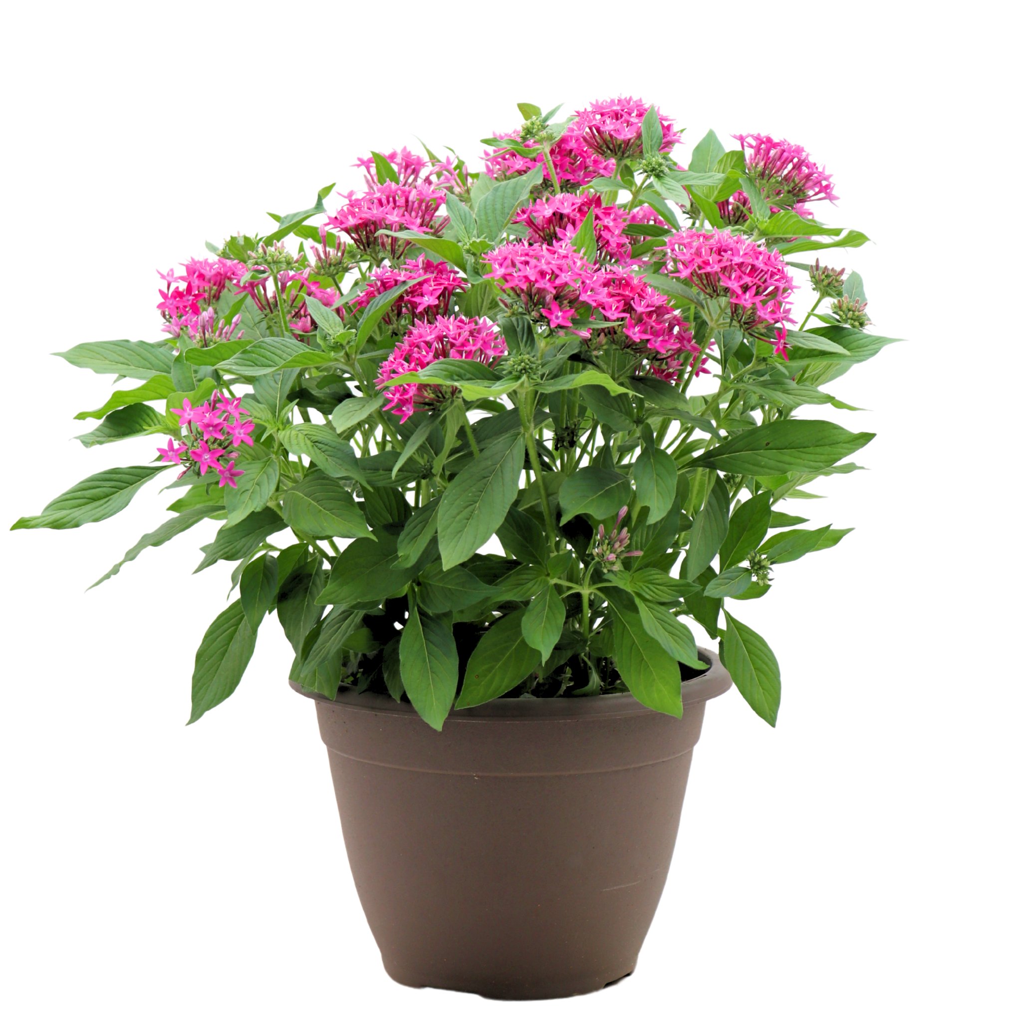 Spring Creek Growers Pentas Graffiti - Violet - Shop Potted plants at H-E-B