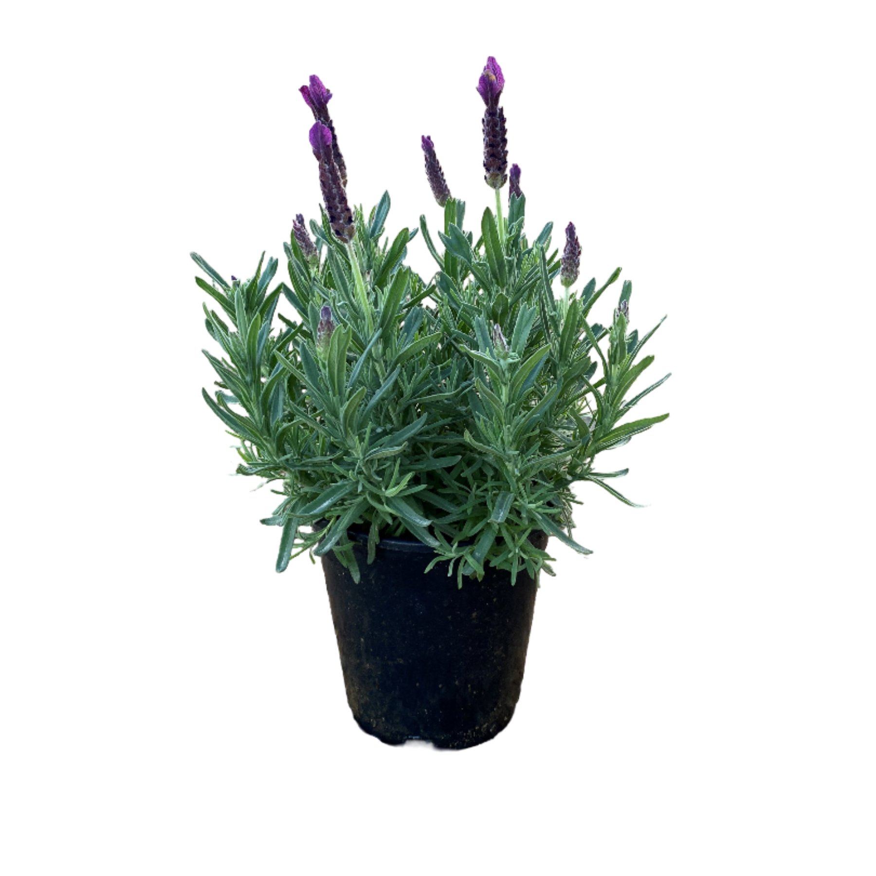 Primavera Lavender - Shop Potted plants at H-E-B