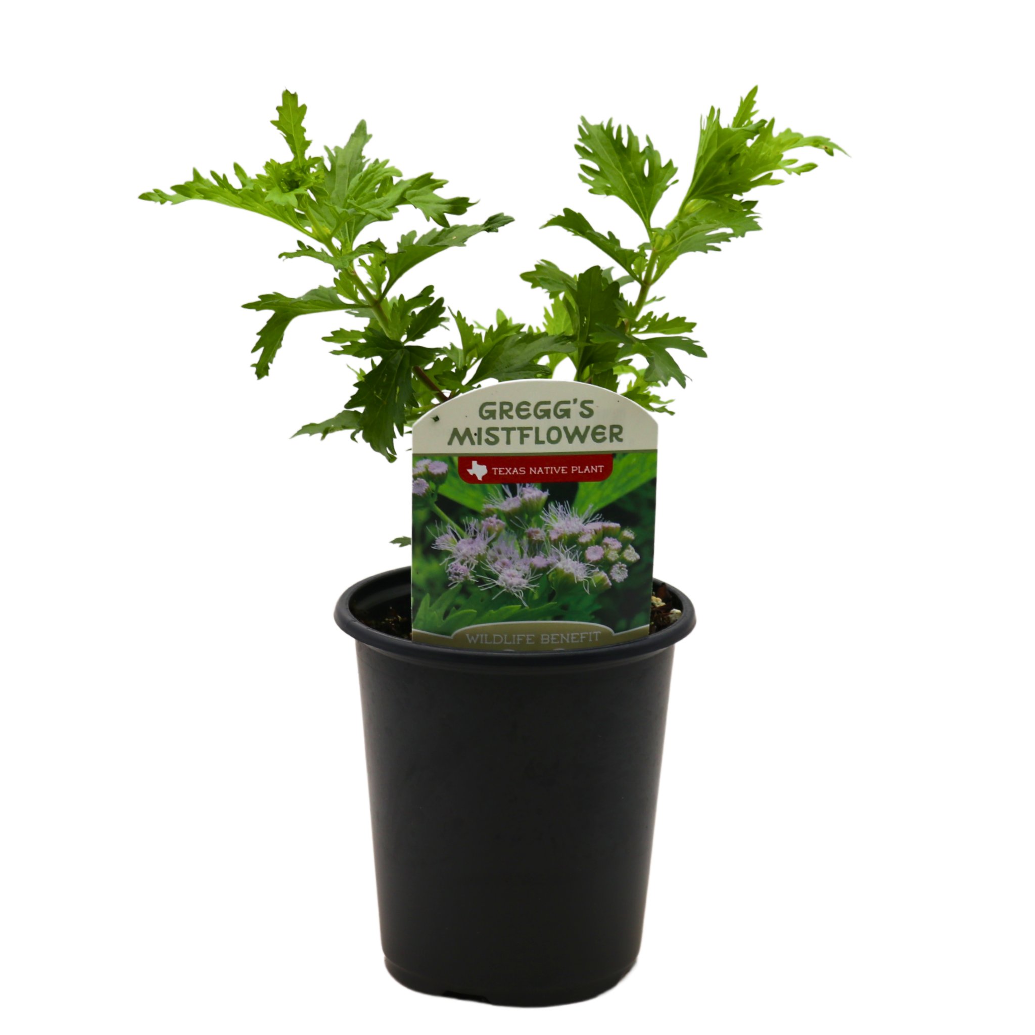Spring Creek Growers Texas Native Gregg’s Mistflower - Shop Potted ...