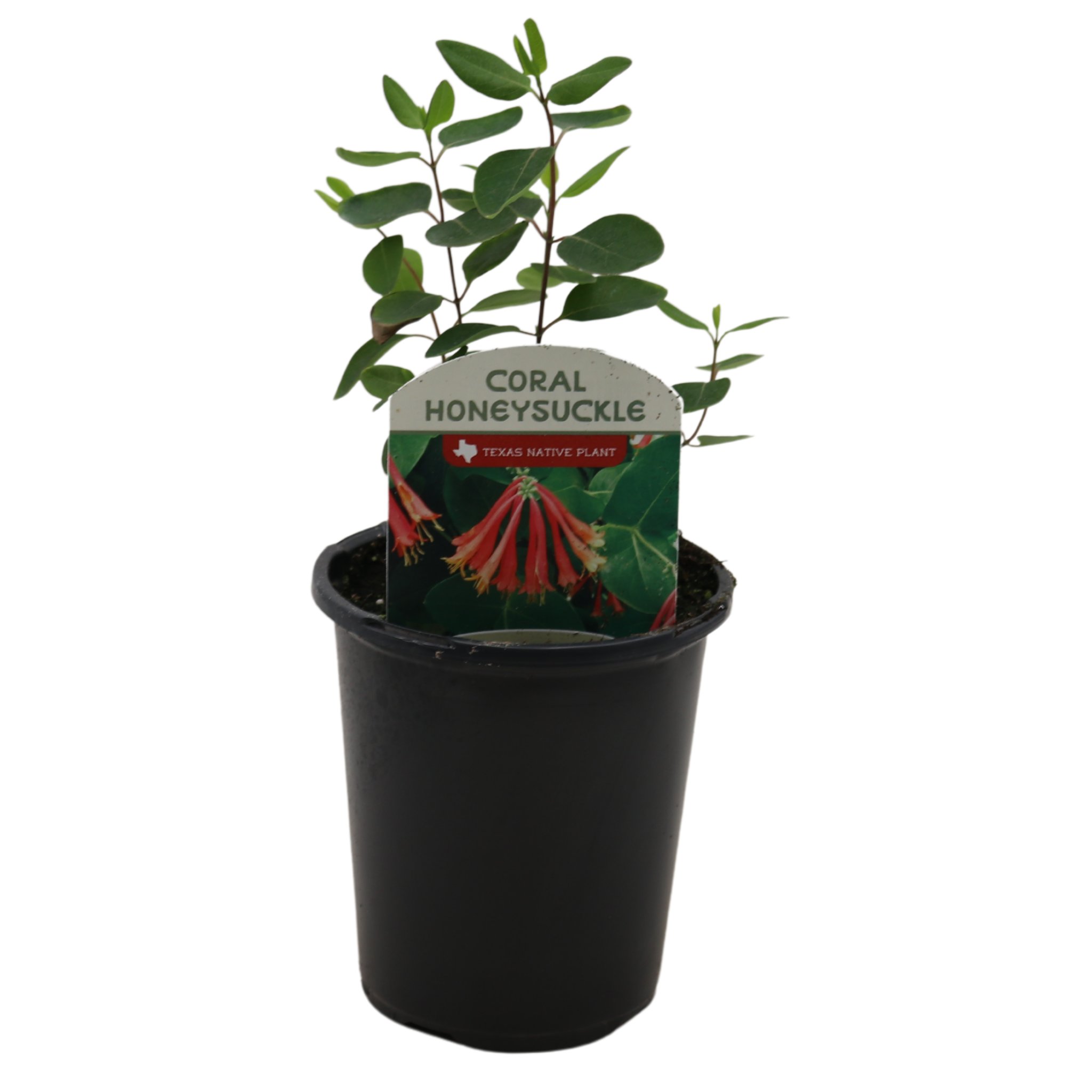 Spring Creek Growers Texas Native Coral Honeysuckle - Shop Potted ...
