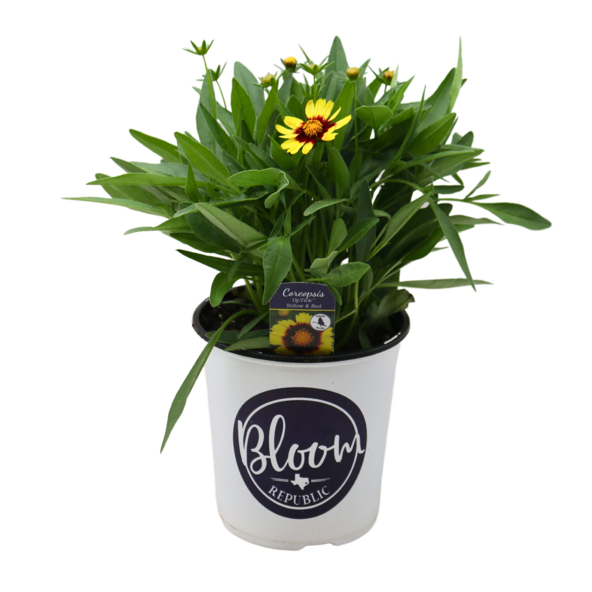 Spring Creek Growers Bloom Republic Coreopsis Uptick - Yellow & Red ...