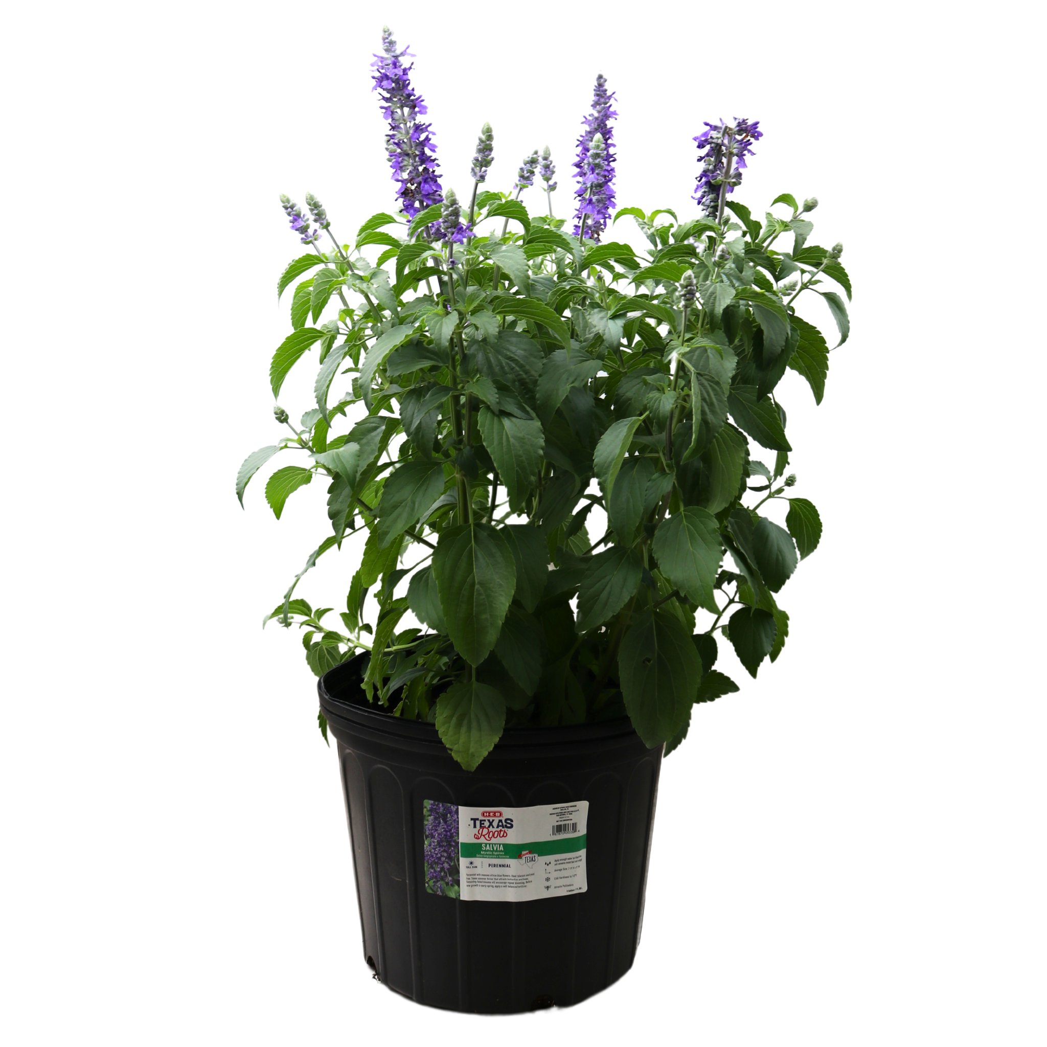 H-E-B Texas Roots Salvia - Shop Potted plants at H-E-B