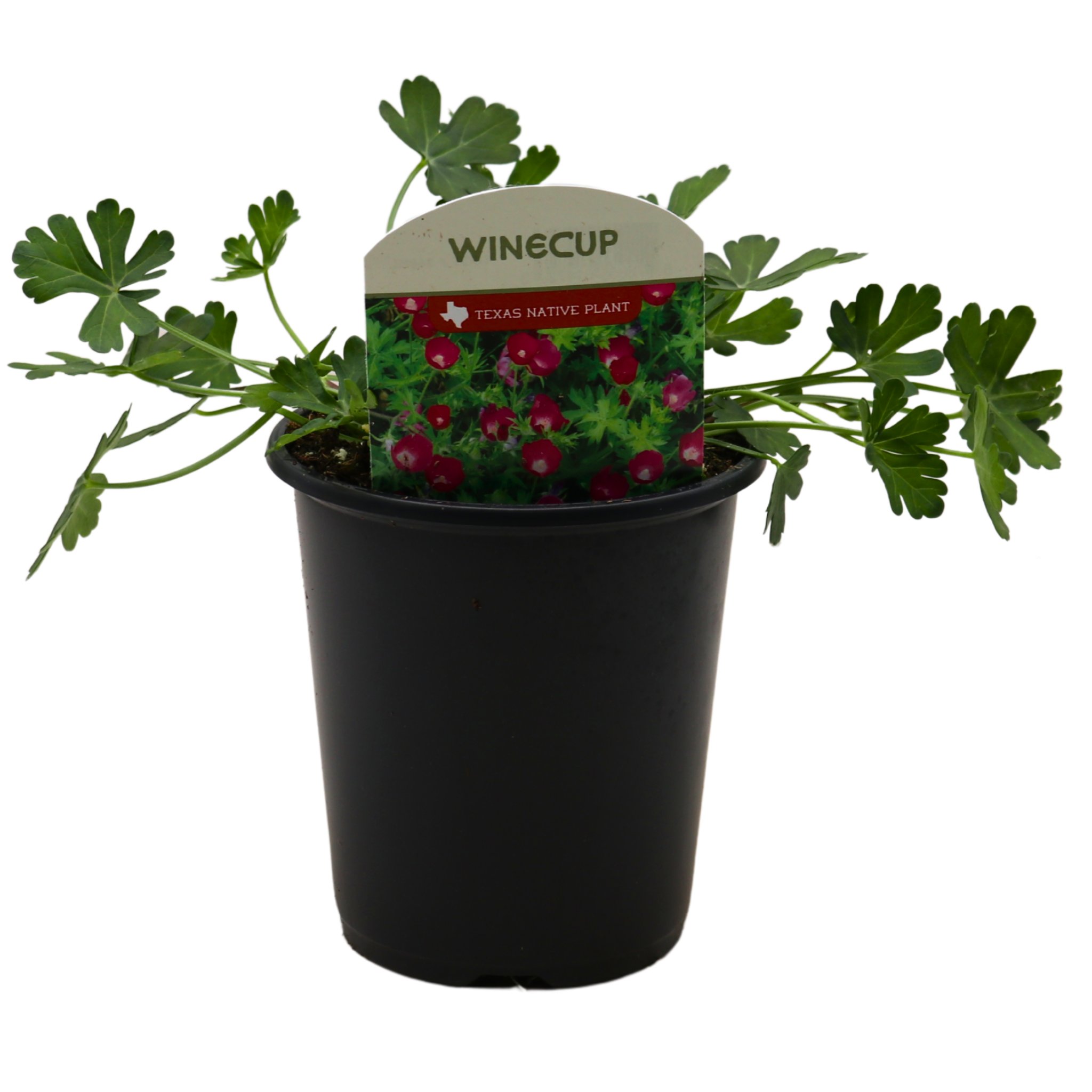 Spring Creek Growers Texas Native Winecup - Shop Potted plants at H-E-B