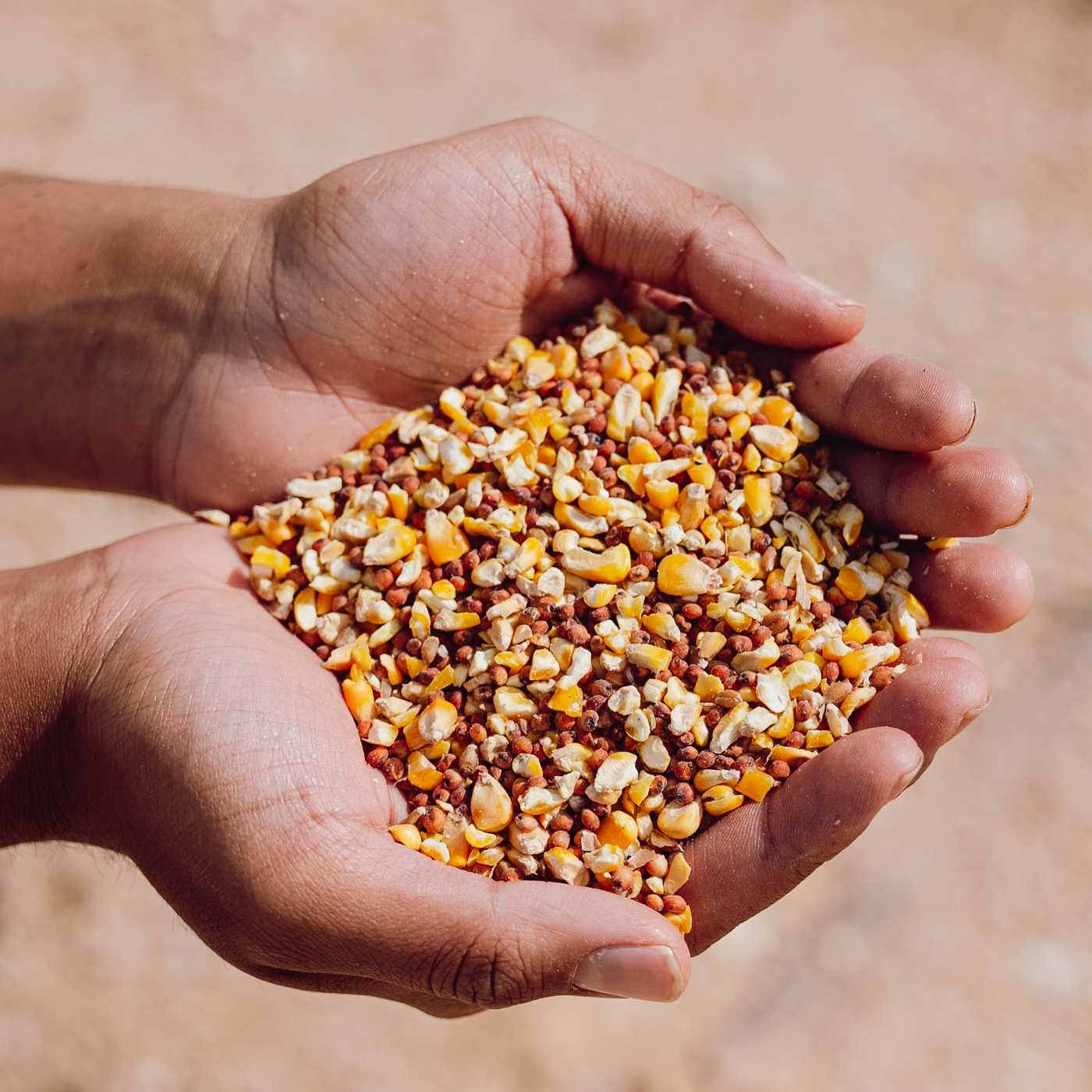 Thomas Moore 3 Grain Hen Scratch - Shop Food at H-E-B