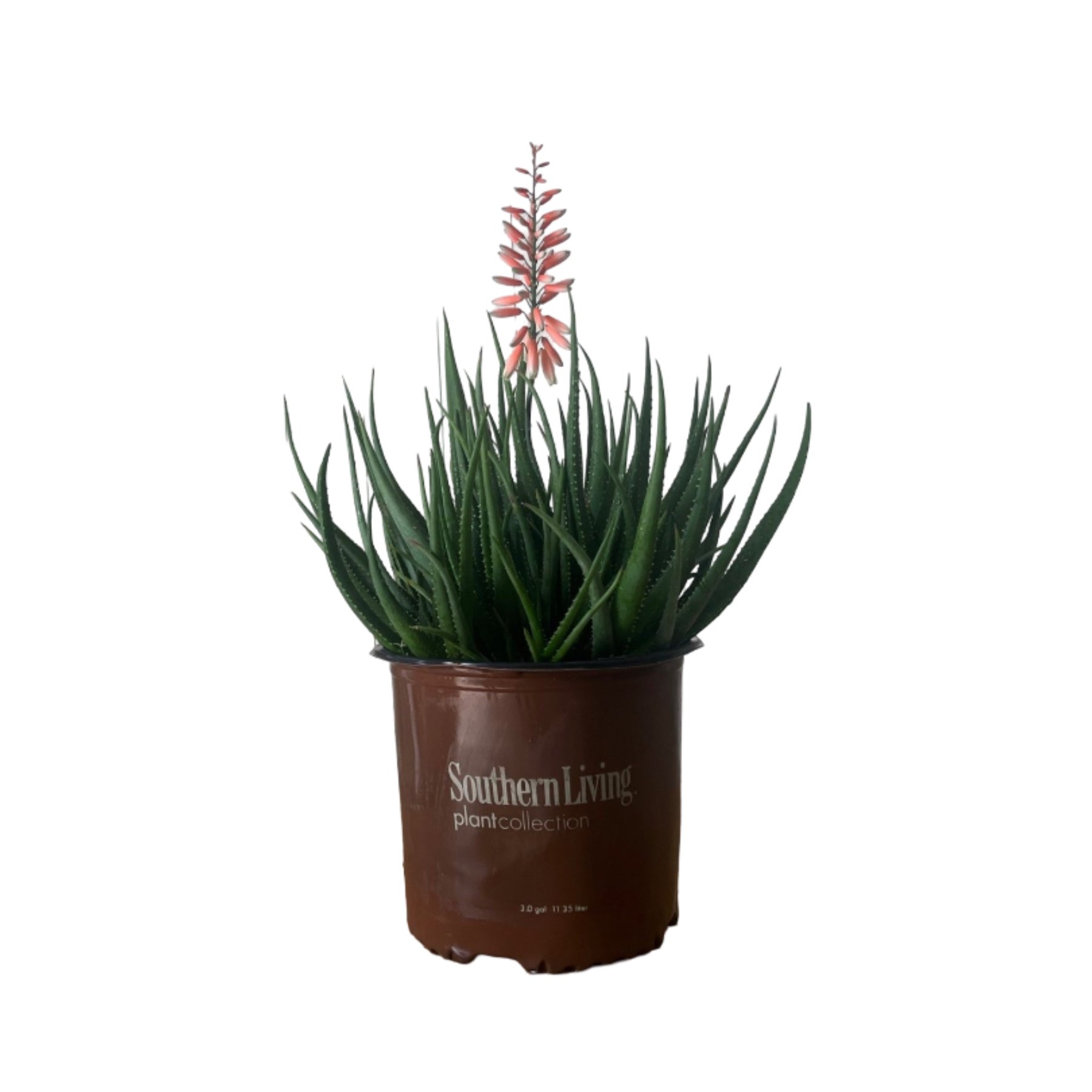Safari Rose Aloe - Shop Potted plants at H-E-B