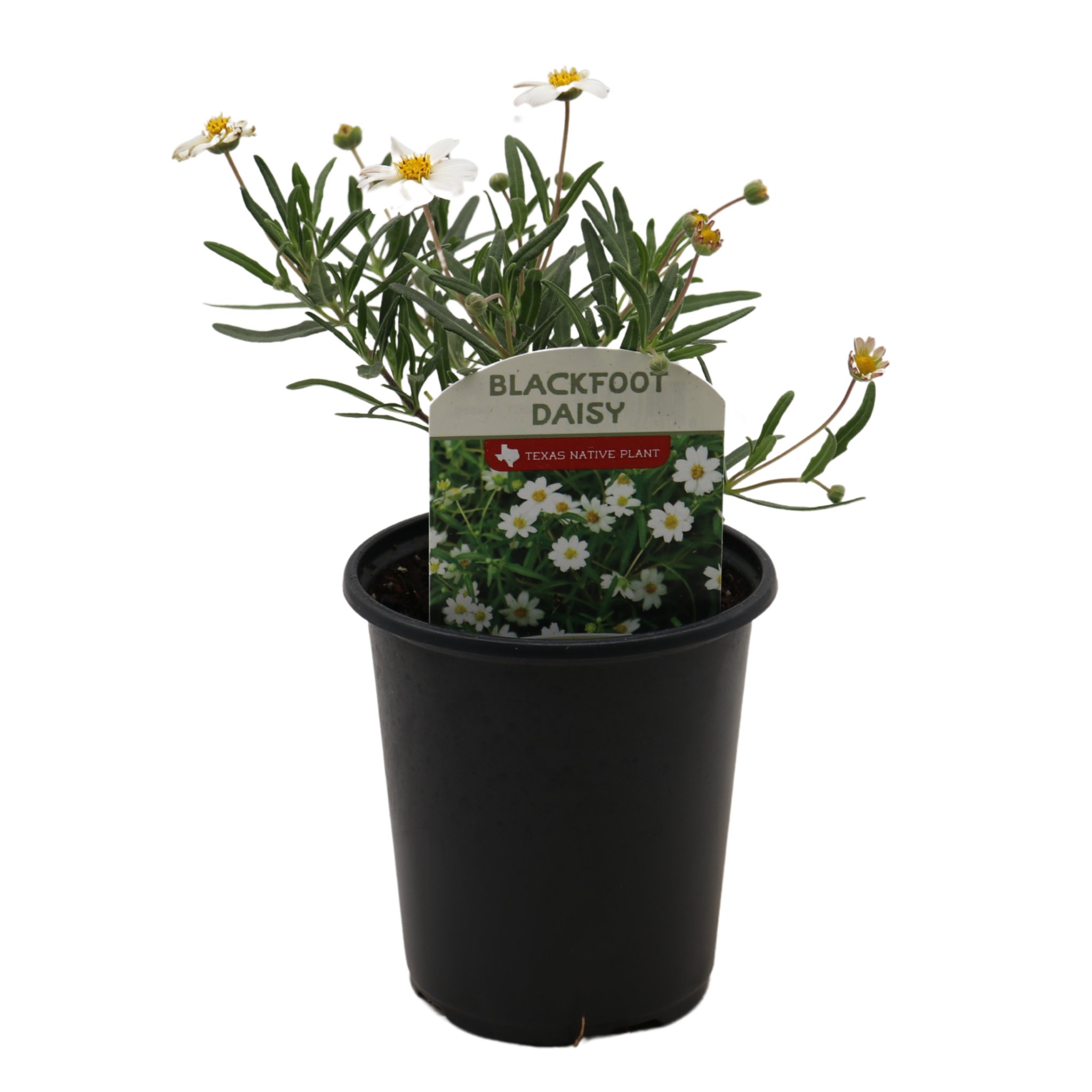 Spring Creek Growers Texas Native Blackfoot Daisy - Shop Potted plants ...
