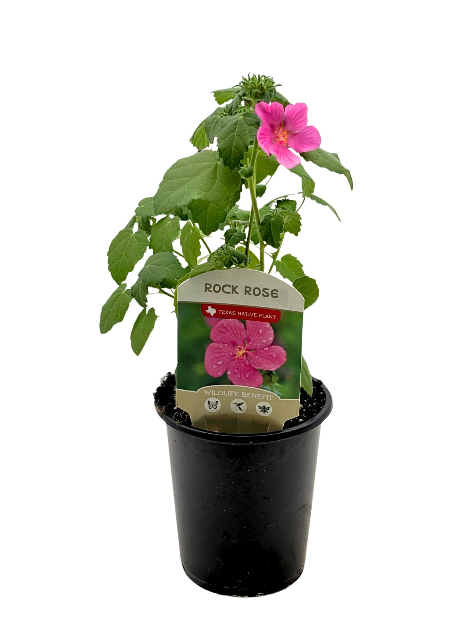Spring Creek Growers Texas Native Rock Rose - Shop Potted plants at H-E-B