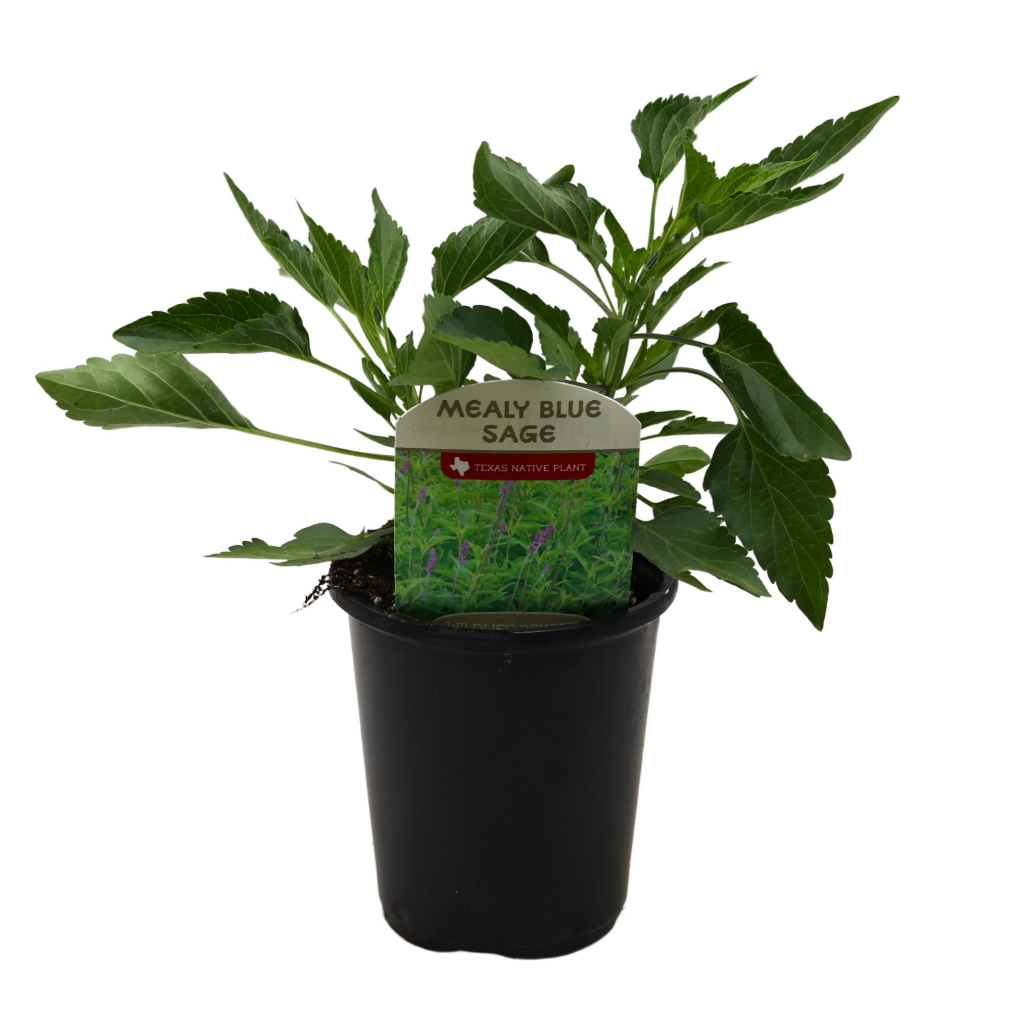 Spring Creek Growers Mealy Blue Sage Henry Duelberg Texas Native - Shop ...