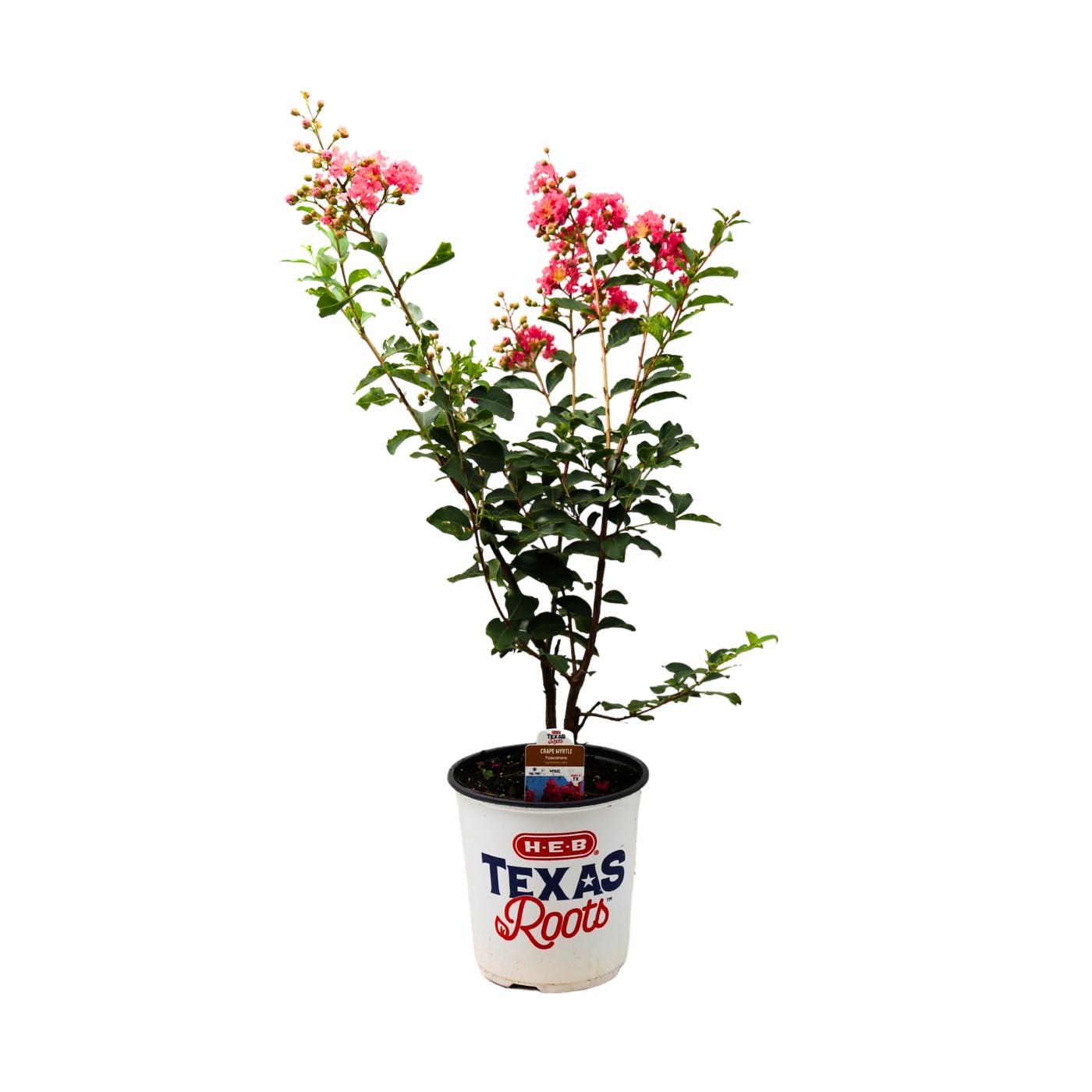H-E-B Texas Roots Crape Myrtle Tuscarora - Shop Potted plants at H-E-B