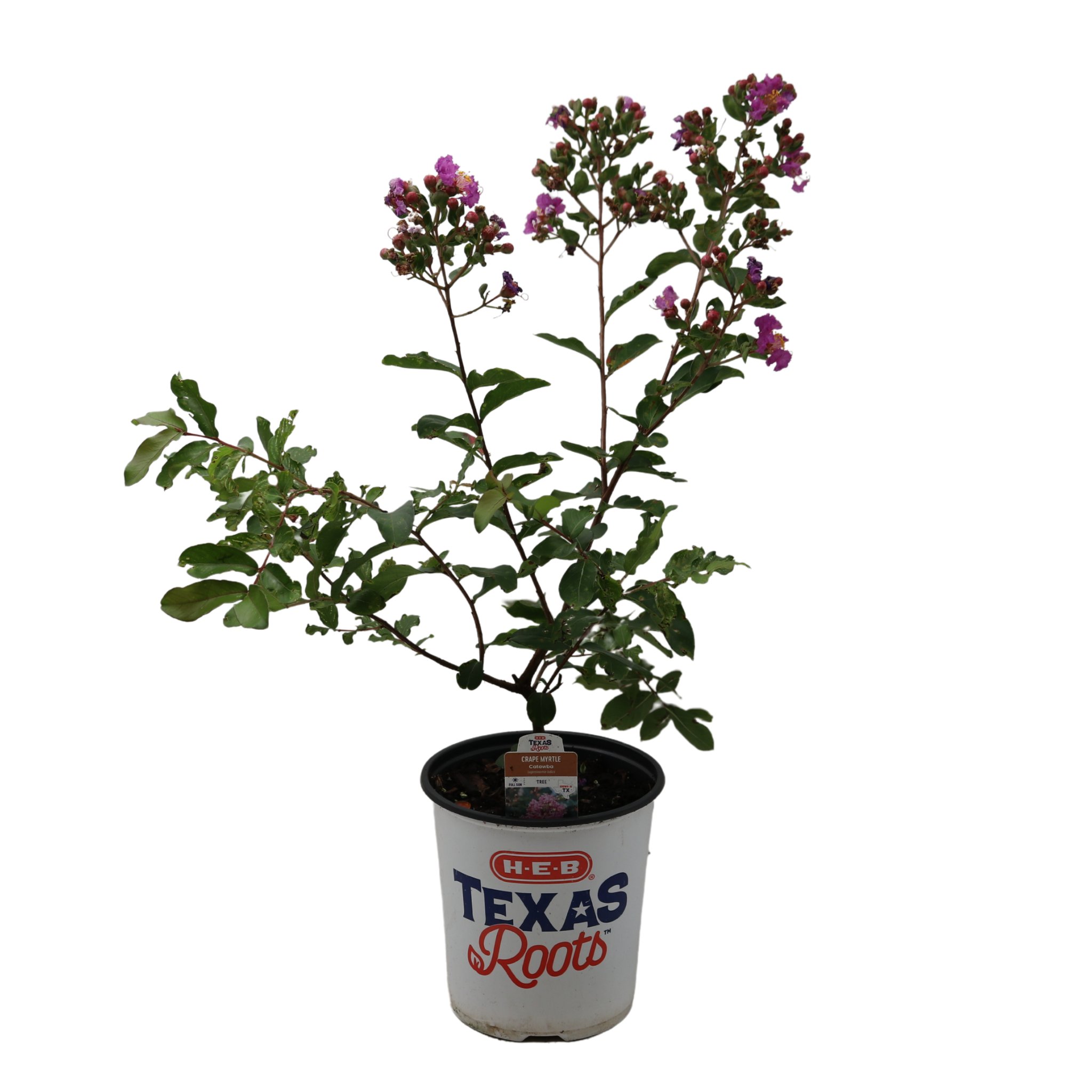 H-E-B Texas Roots Crape Myrtle Catawba - Shop Potted plants at H-E-B