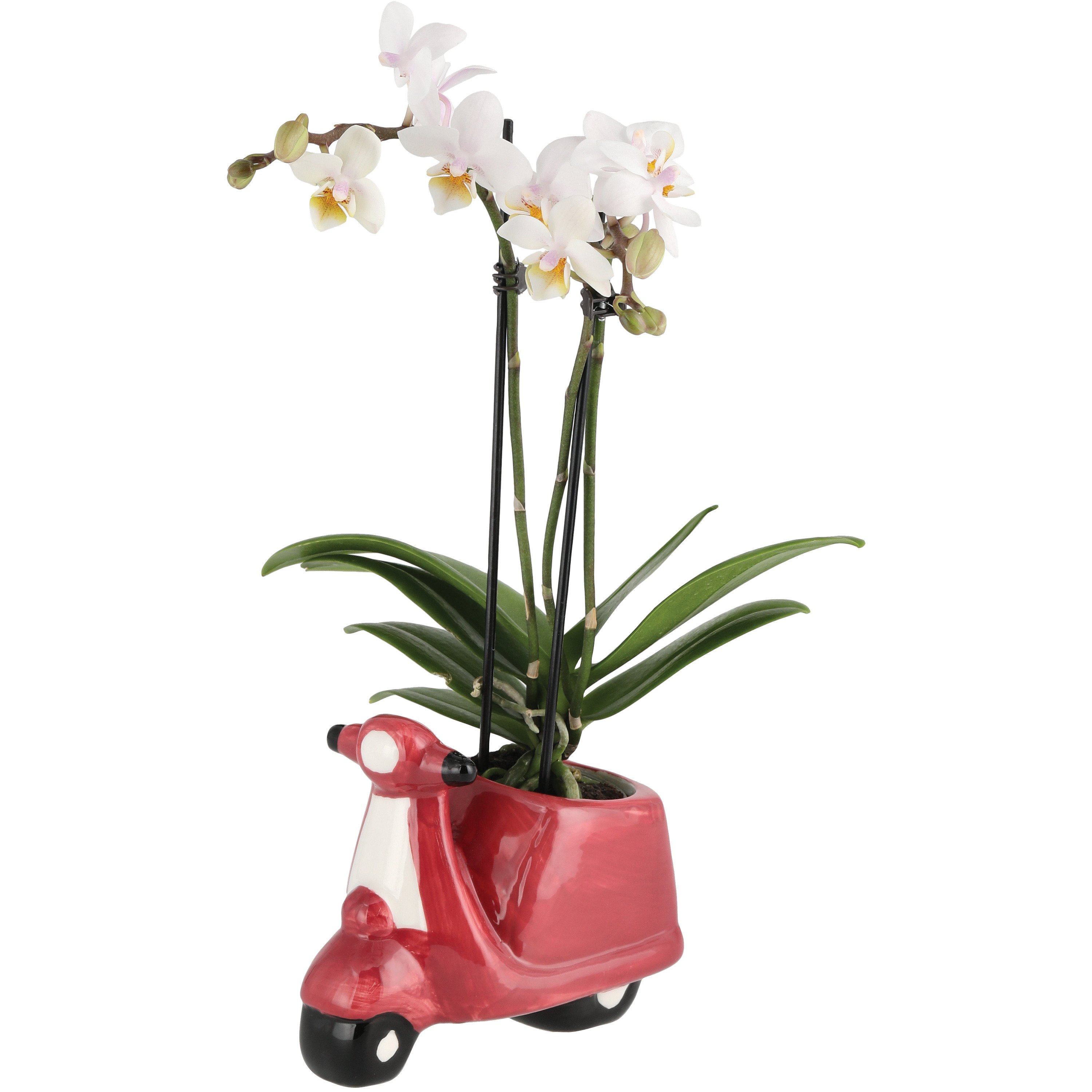 BLOOMS by H-E-B Orchid Scooter - Shop Potted plants at H-E-B