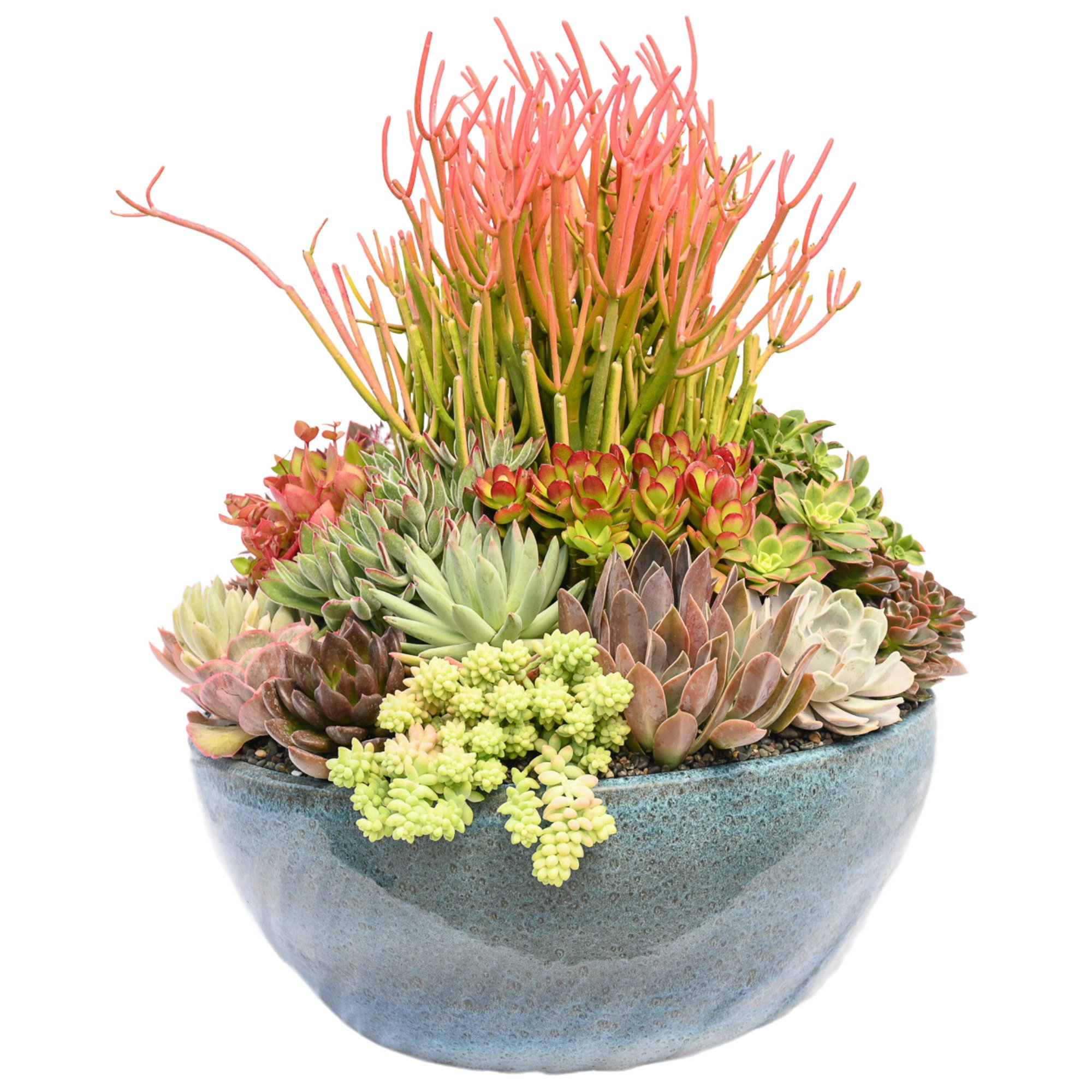 Western Cactus Zen Garden - Shop Flowers & arrangements at H-E-B