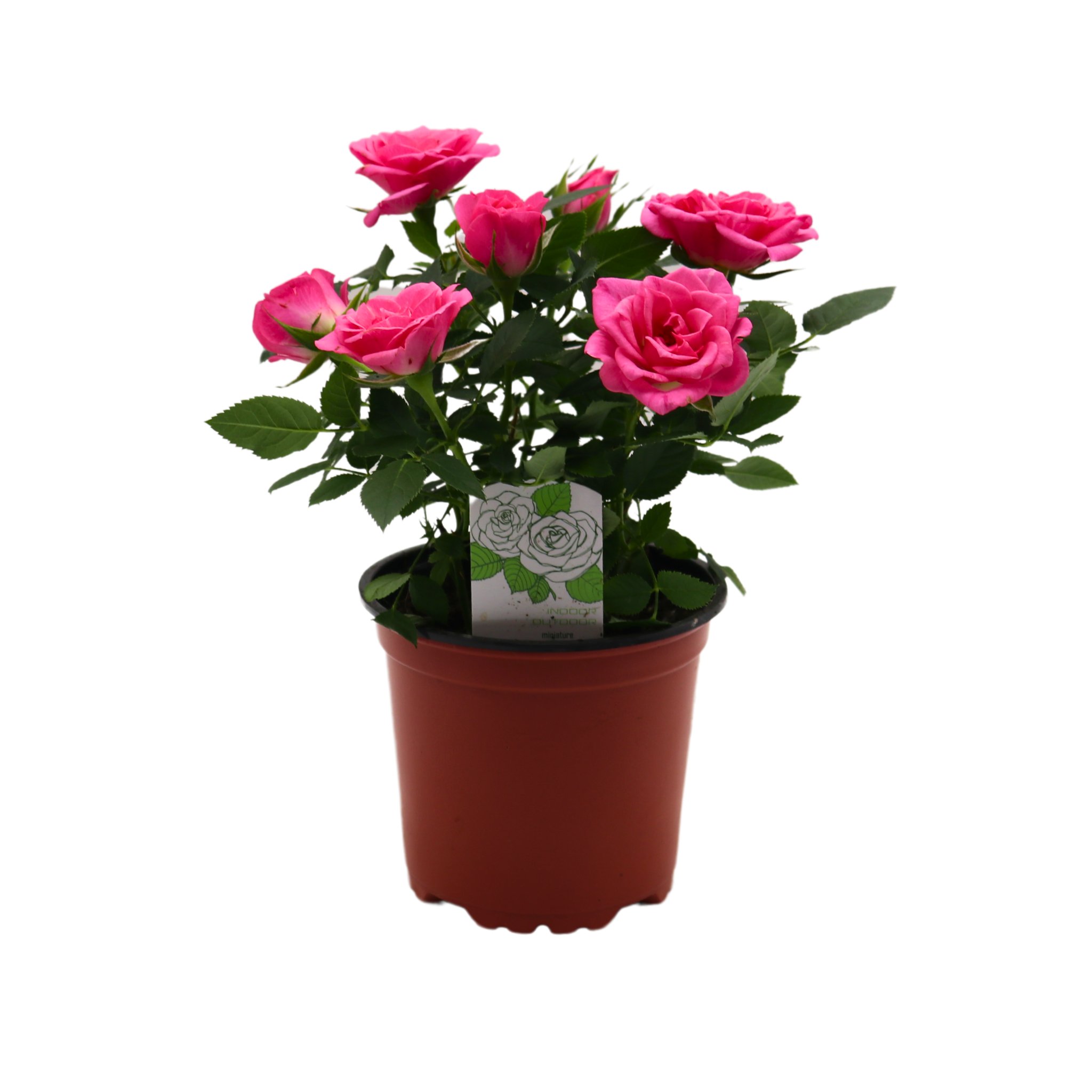 Spring Creek Growers Mini Roses - Pink - Shop Potted plants at H-E-B