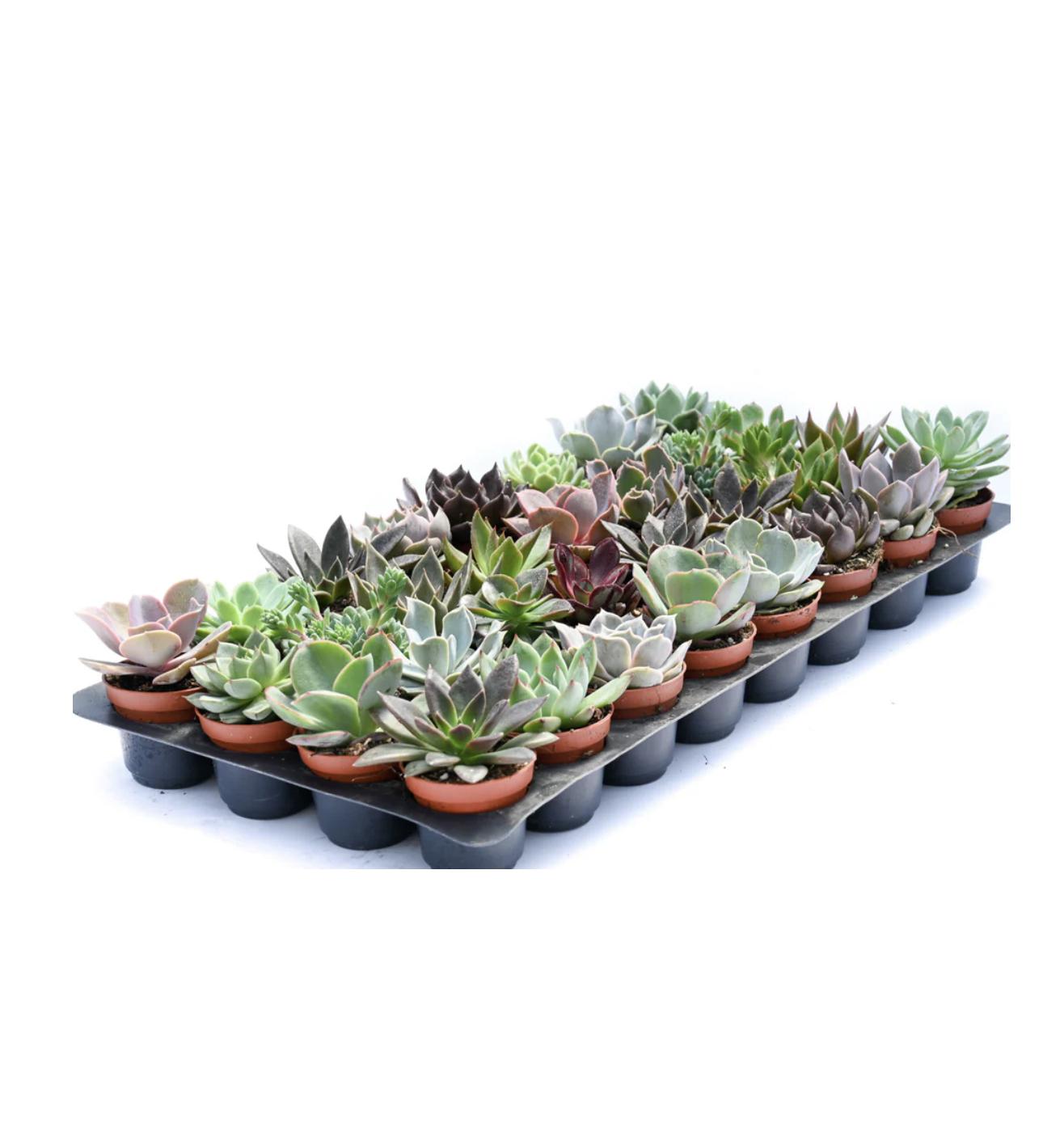 Western Cactus Individual Succulents - Assorted Variety - Shop Potted ...
