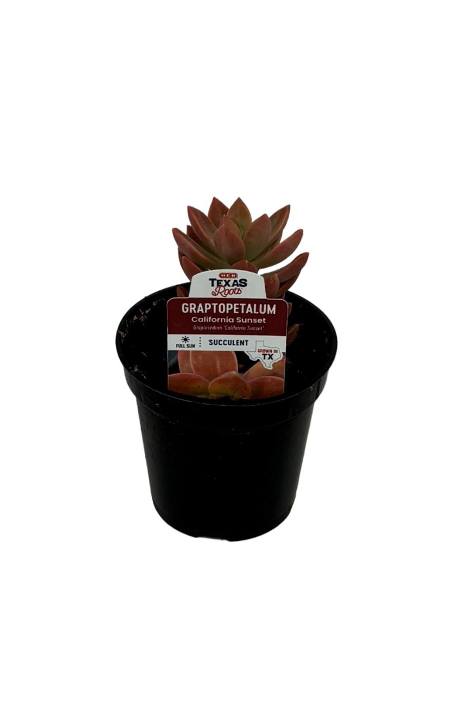 H-E-B Texas Roots Graptopetalum California Sunset - Shop Potted plants ...