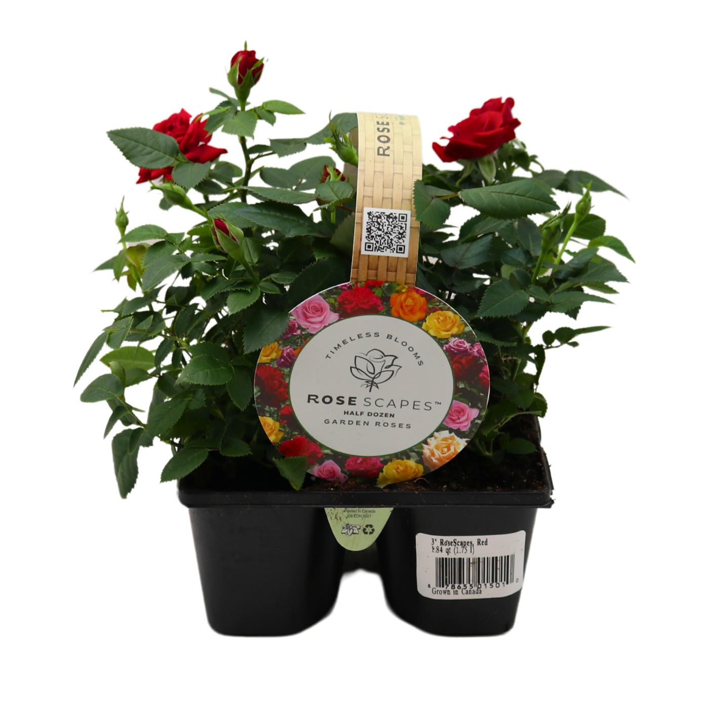 Westbrook RoseScapes Mini Roses - Red - Shop Potted plants at H-E-B