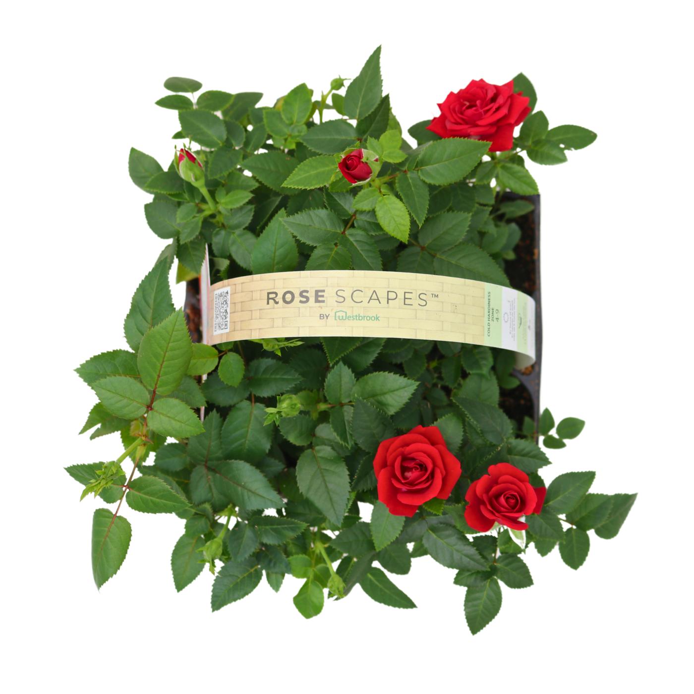 Westbrook RoseScapes Mini Roses - Red - Shop Potted plants at H-E-B