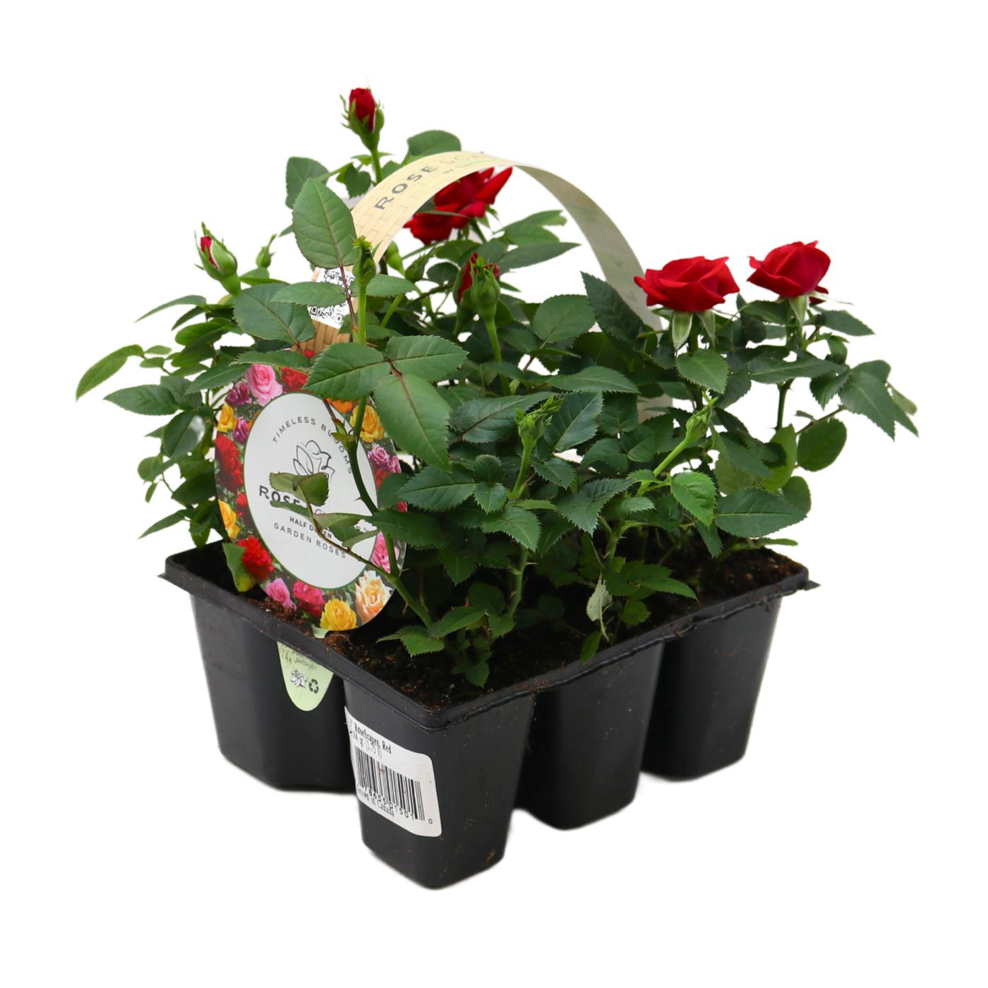 Westbrook RoseScapes Mini Roses - Red - Shop Potted plants at H-E-B
