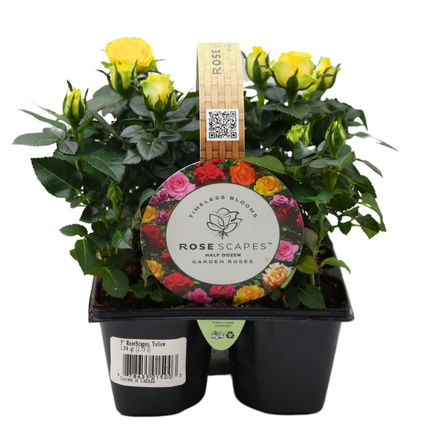 Westbrook RoseScapes Mini Roses - Yellow - Shop Potted Plants at H-E-B