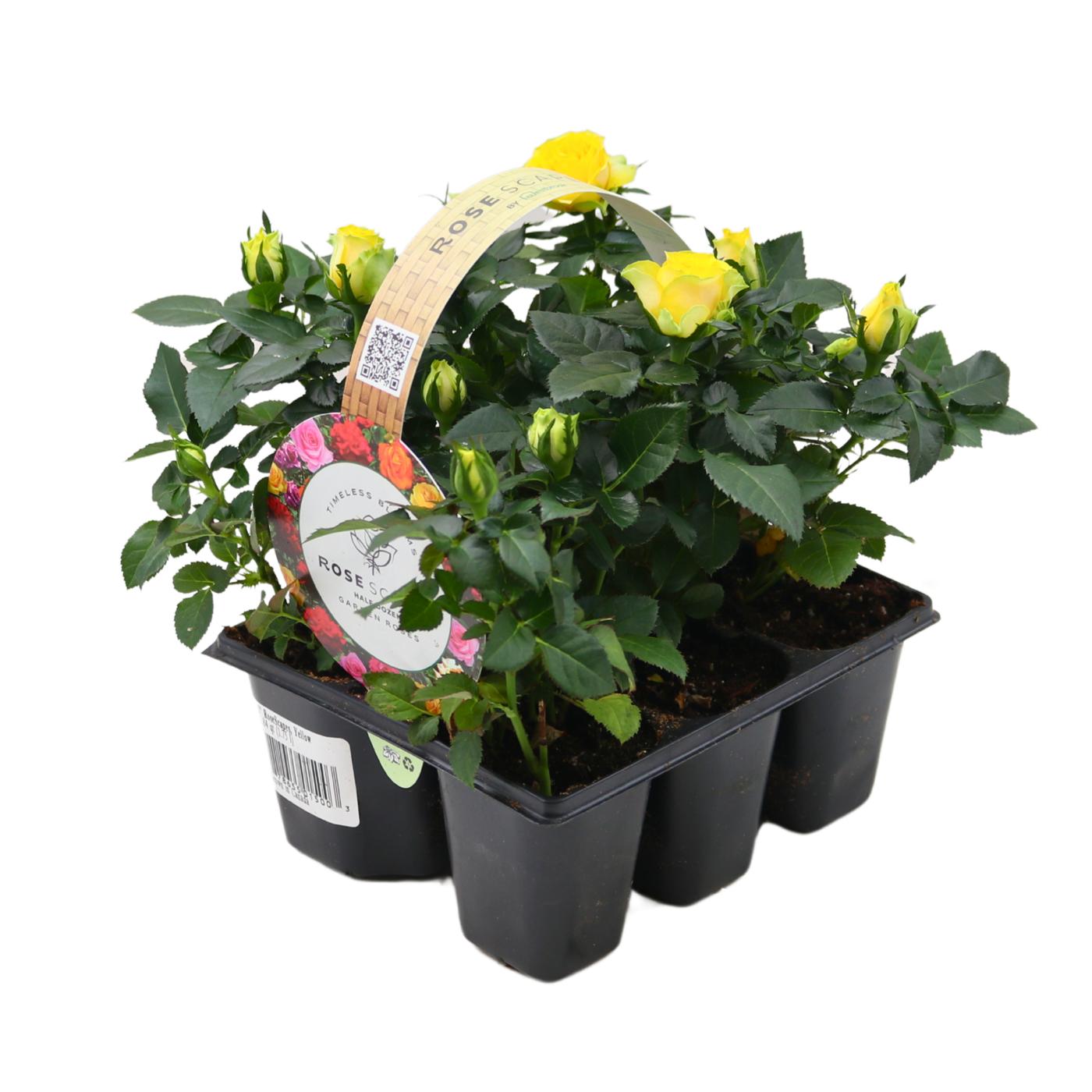 Westbrook RoseScapes Mini Roses - Yellow - Shop Potted Plants at H-E-B