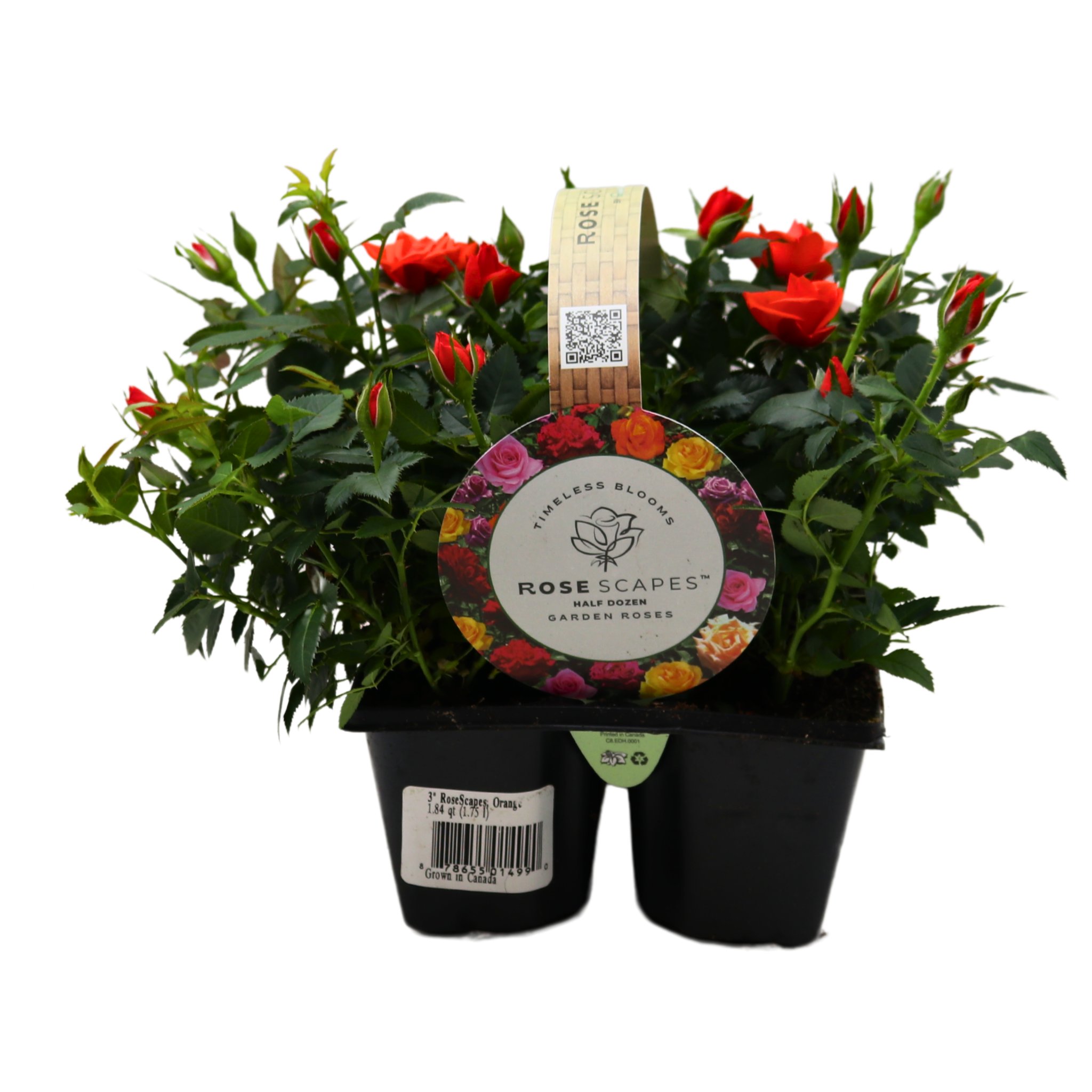 Westbrook RoseScapes Mini Roses - Orange - Shop Potted plants at H-E-B