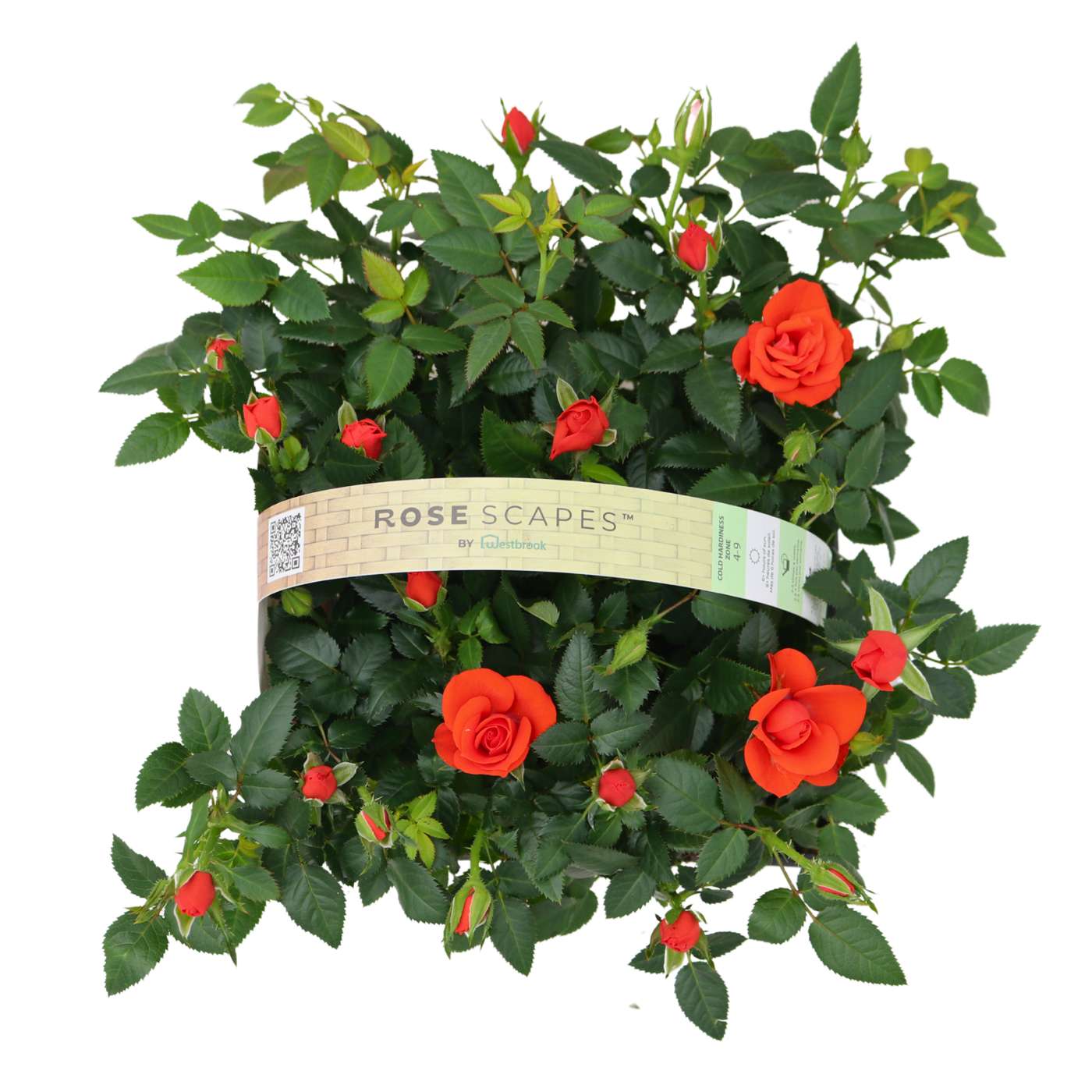Westbrook RoseScapes Mini Roses - Orange - Shop Potted plants at H-E-B