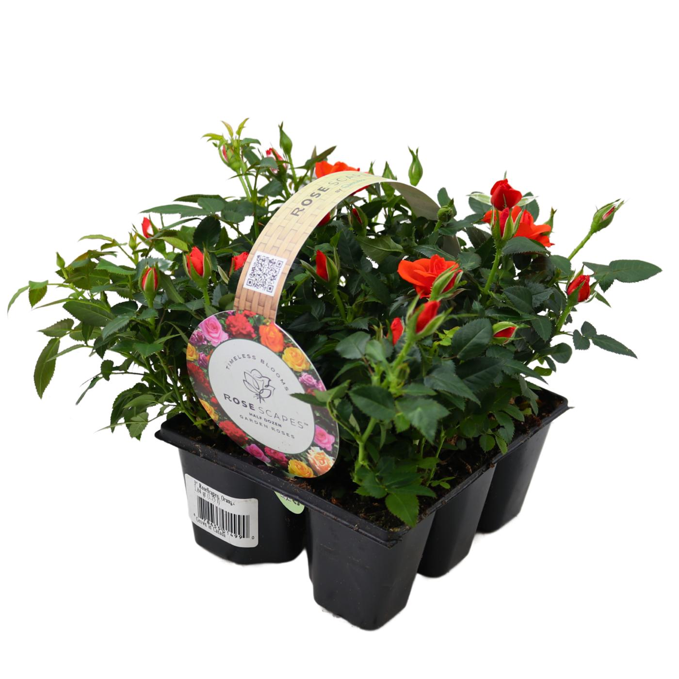 Westbrook RoseScapes Mini Roses - Orange - Shop Potted plants at H-E-B