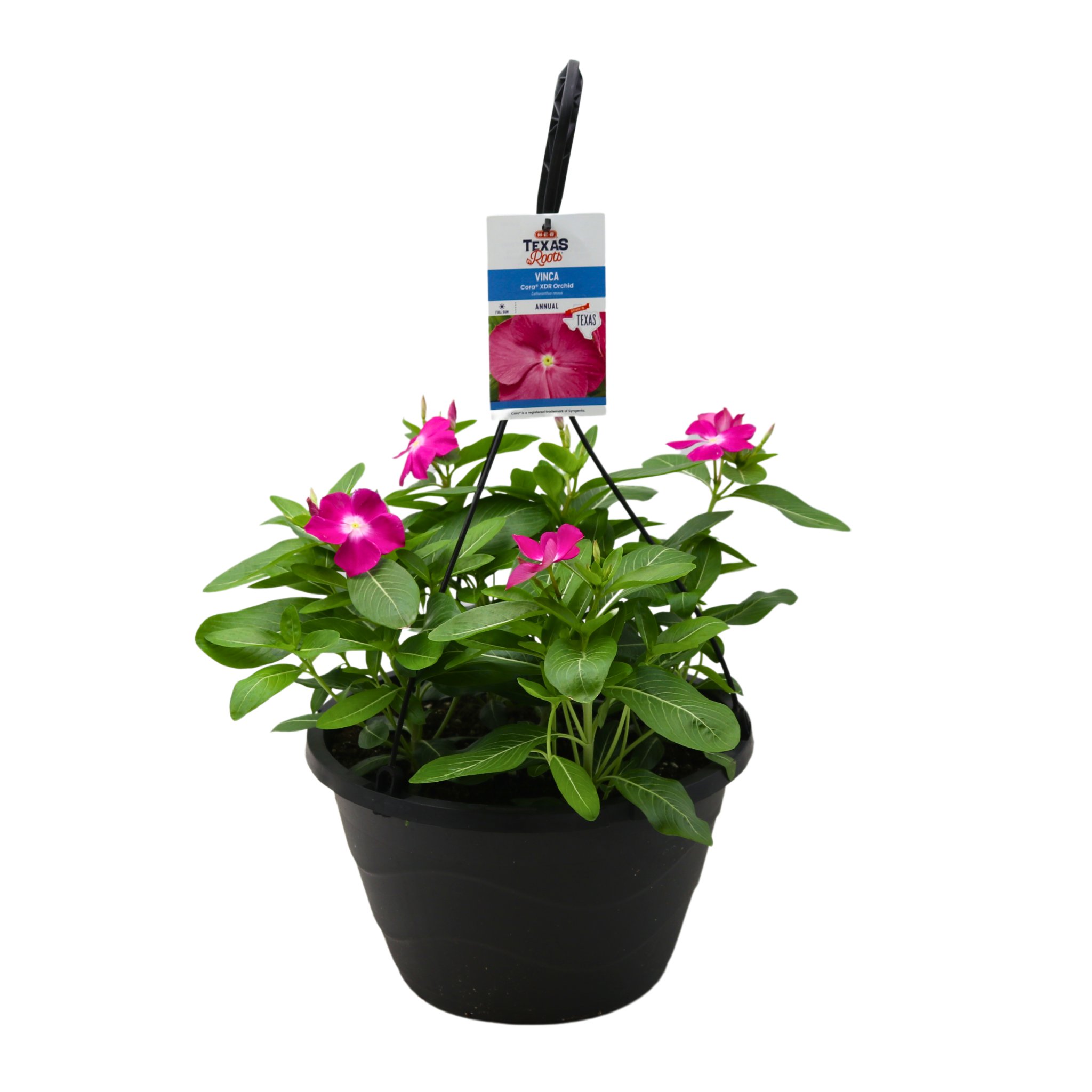 H-E-B Texas Roots Vinca Cora XDR Orchid - Shop Potted plants at H-E-B