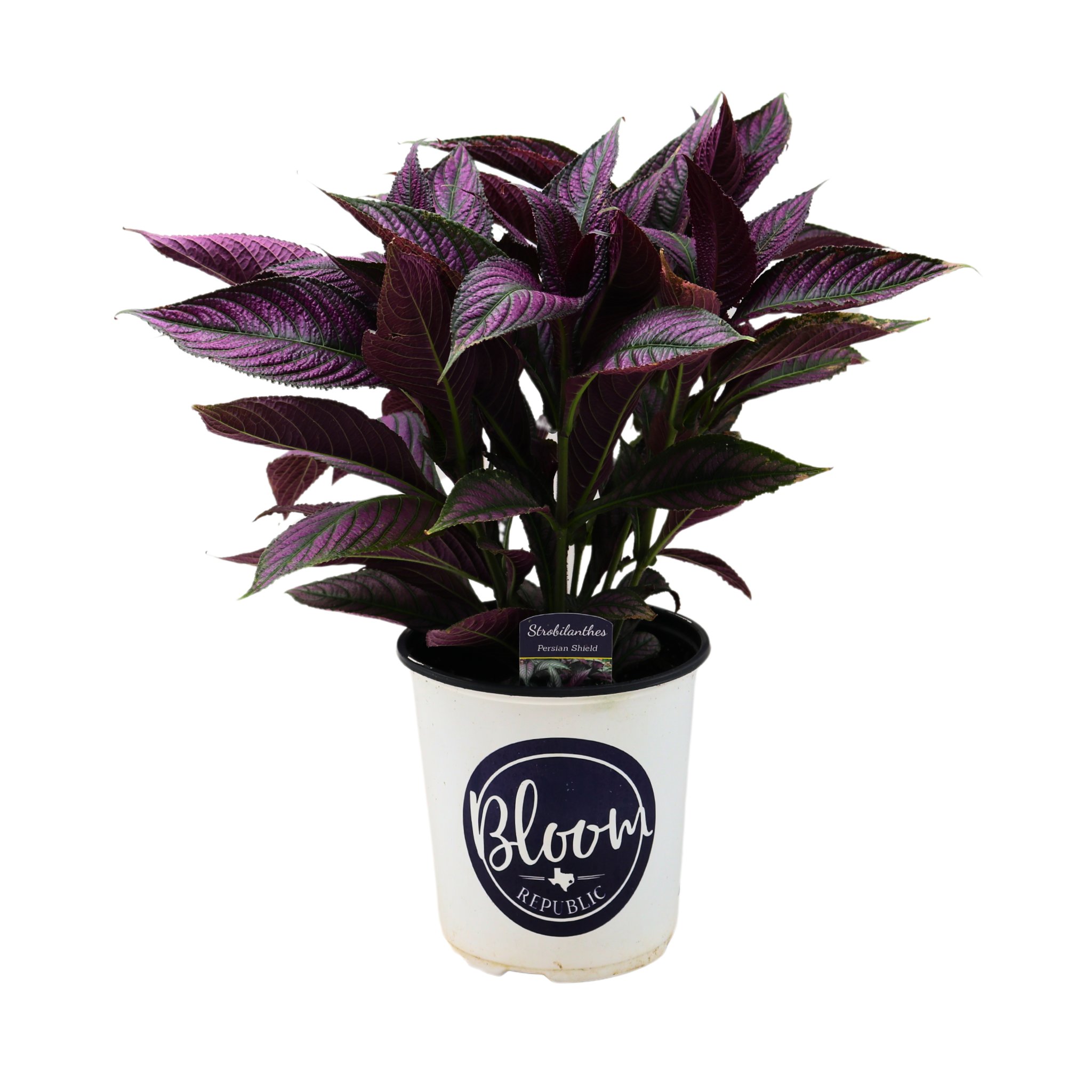 Bloom Republic Strobilanthes Persian Shield - Shop Potted plants at H-E-B