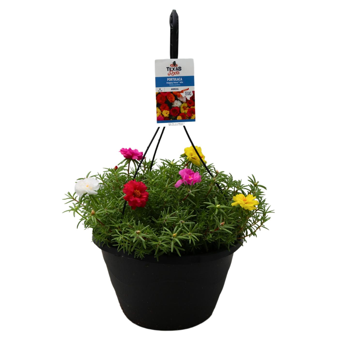H-E-B Texas Roots Portulaca Happy Hour Mix - Shop Potted plants at H-E-B
