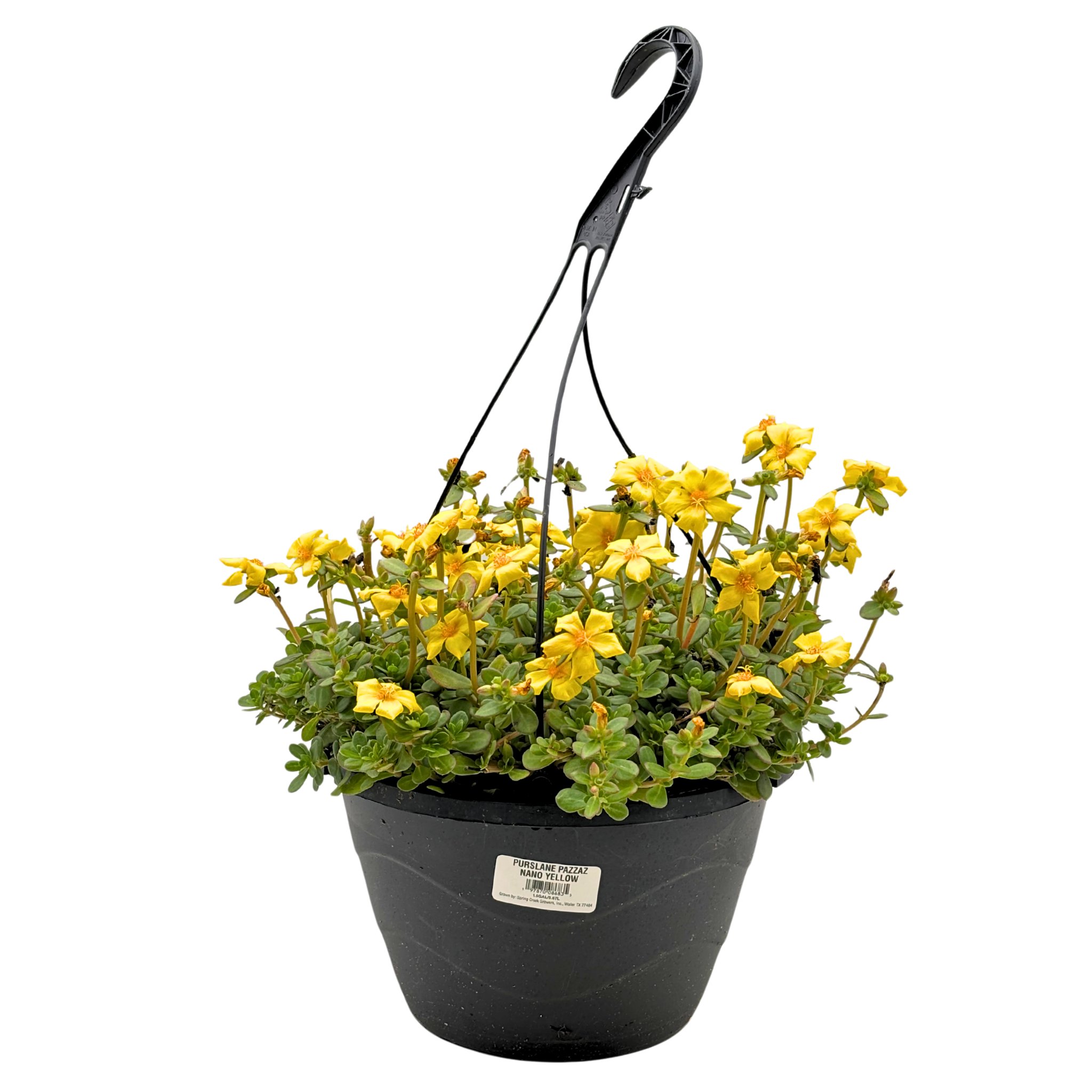 H-E-B Texas Roots Purslane Yellow - Shop Potted plants at H-E-B