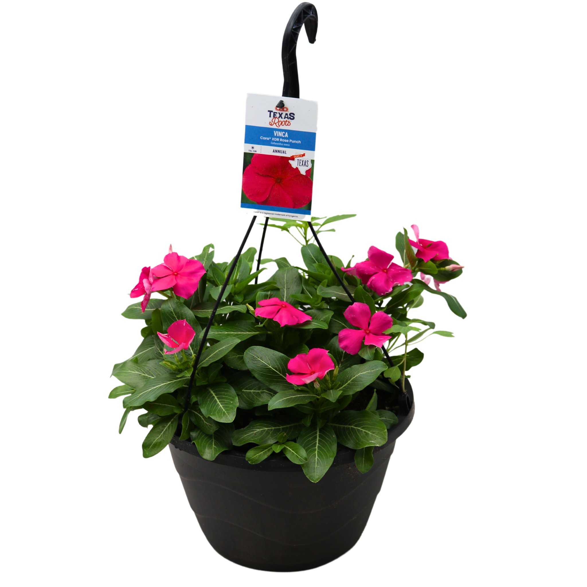 H-E-B Texas Roots Vinca Cora XDR Rose Punch - Shop Potted plants at H-E-B
