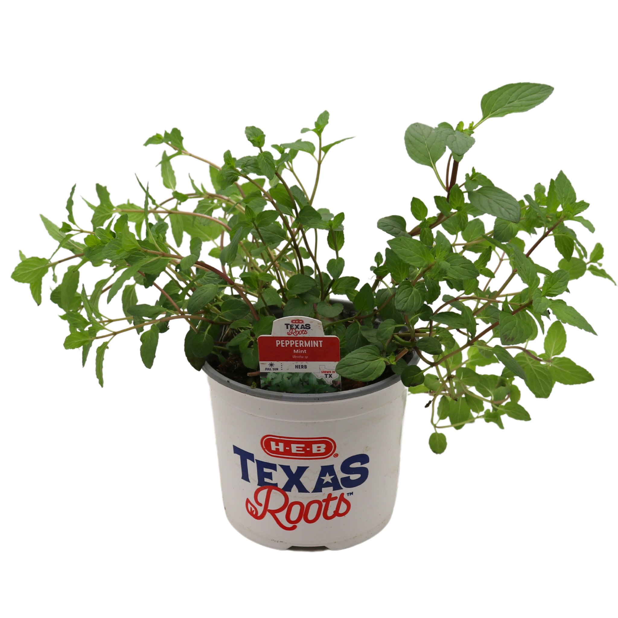 H-E-B Texas Roots Herbs - Peppermint Mint - Shop Potted plants at H-E-B