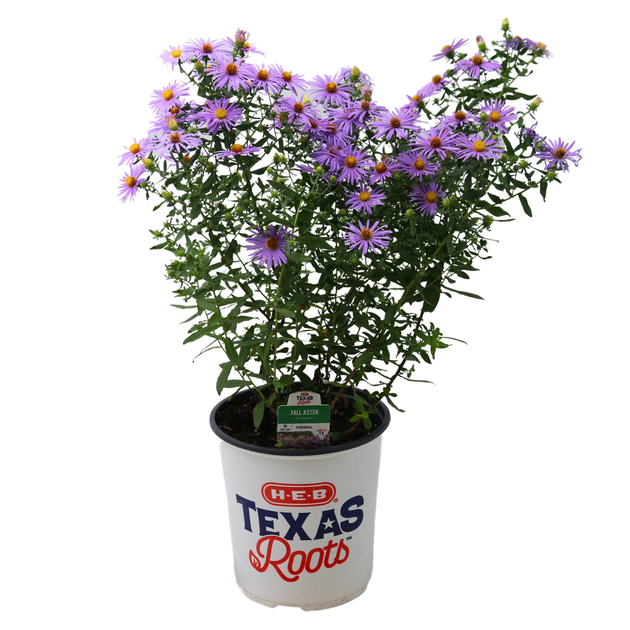 H-E-B Texas Roots Fall Aster - Shop Potted plants at H-E-B