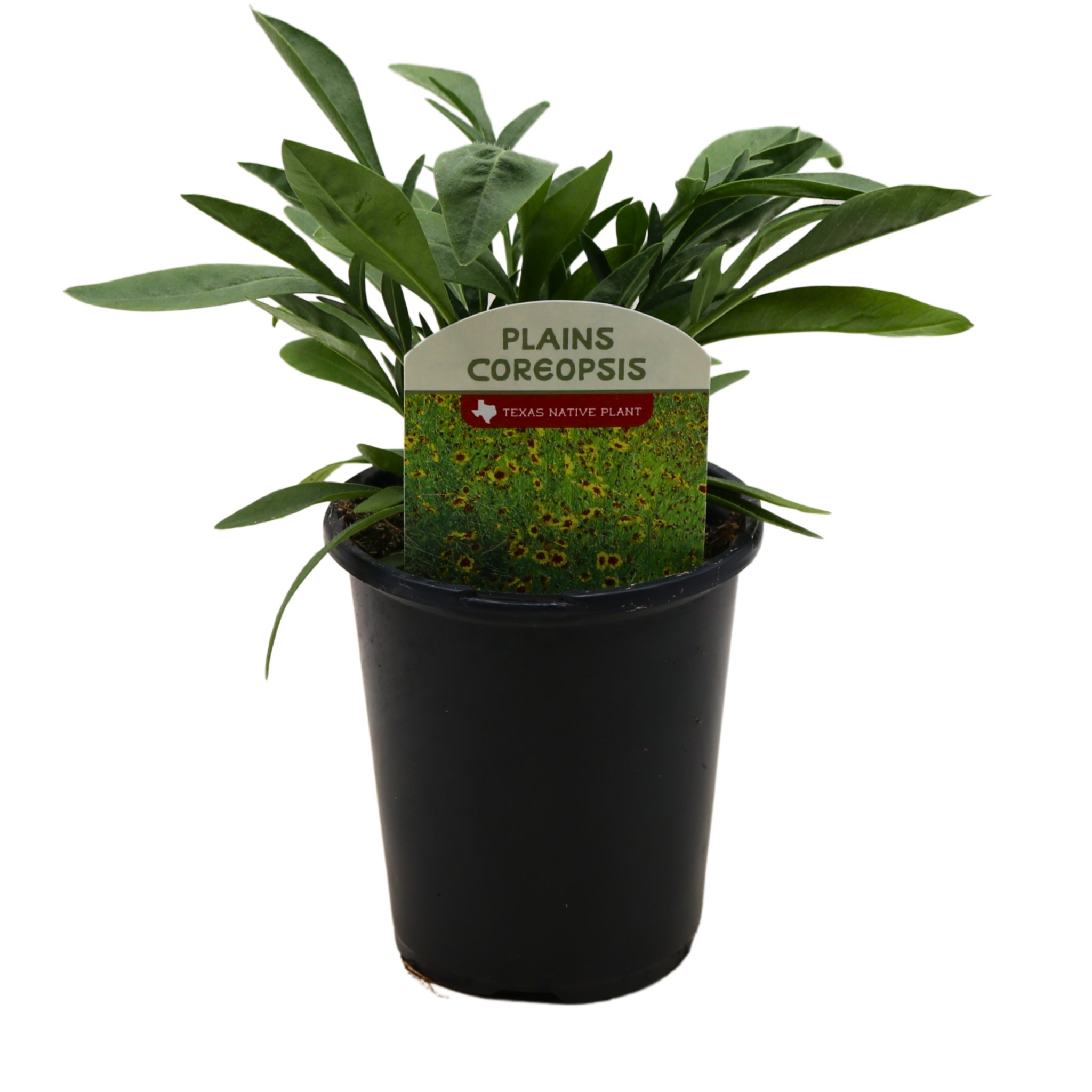 Spring Creek Growers Texas Native Plains Coreopsis - Shop Potted plants ...