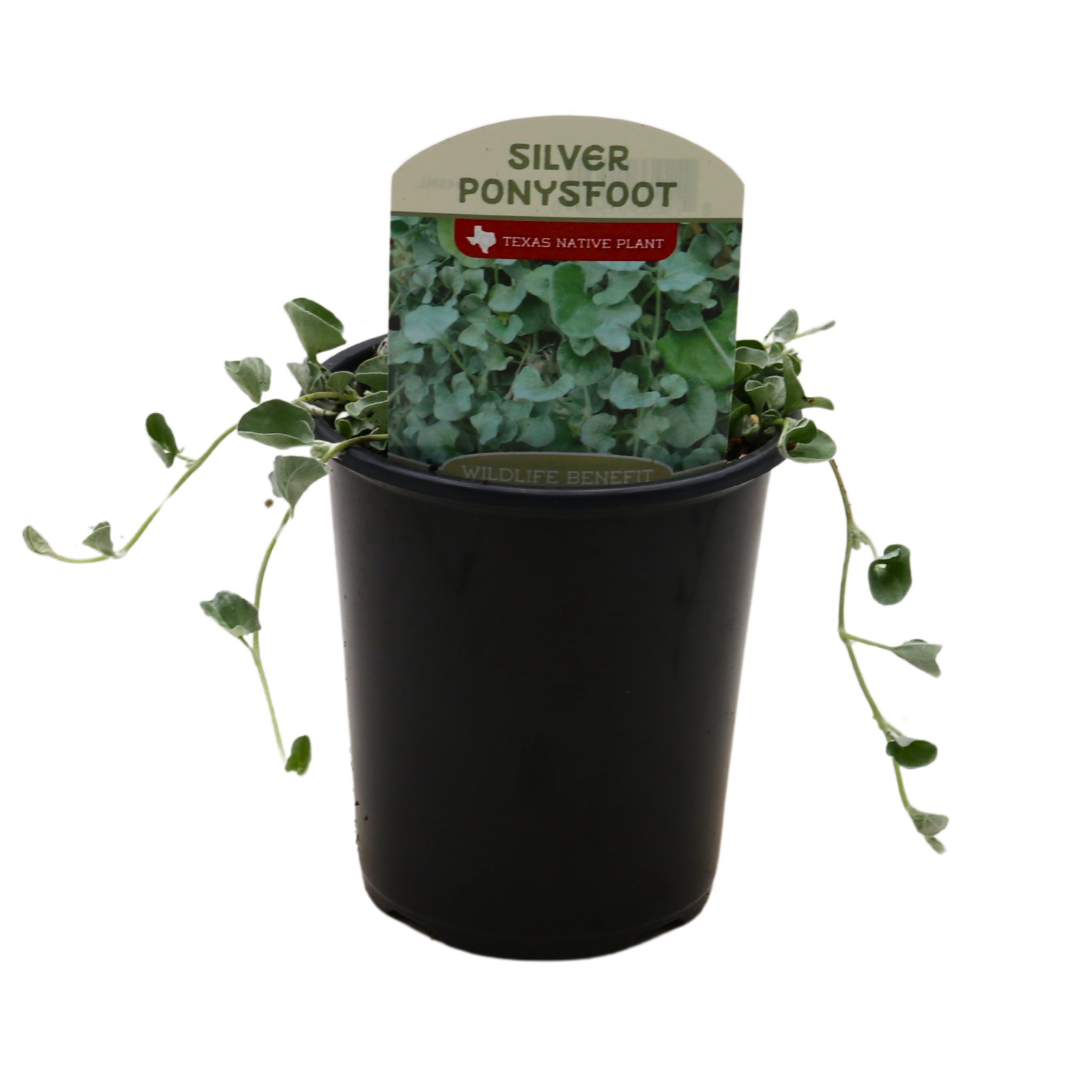 Spring Creek Growers Texas Native Silver Ponysfoot - Shop Potted plants ...