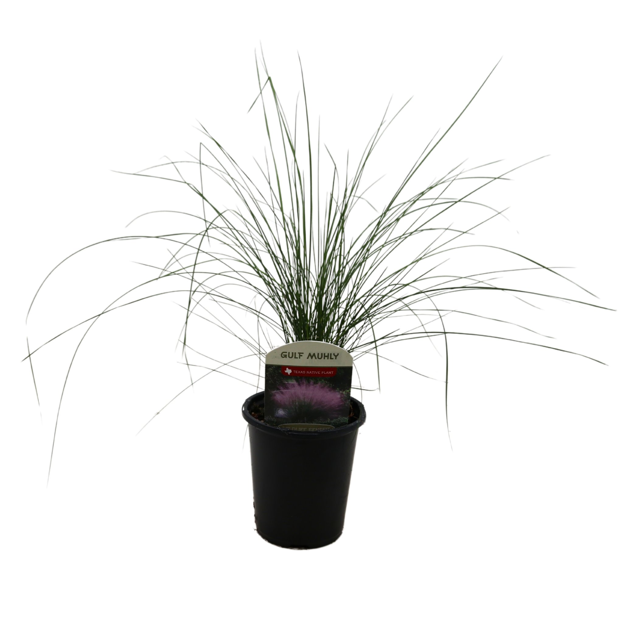 Spring Creek Growers Texas Native Gulf Muhly - Shop Potted plants at H-E-B