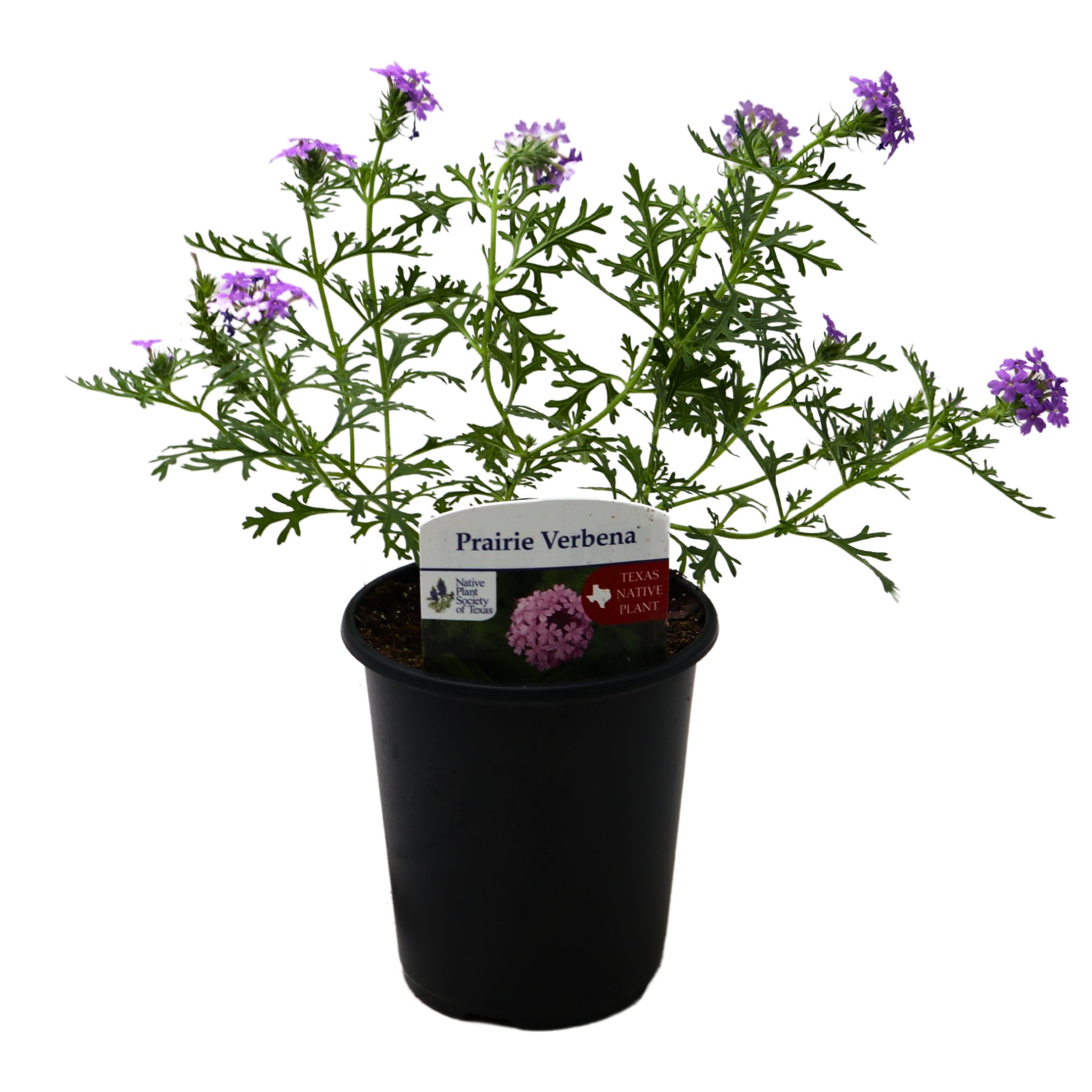 Spring Creek Growers Texas Native Prairie Verbena - Shop Potted plants ...