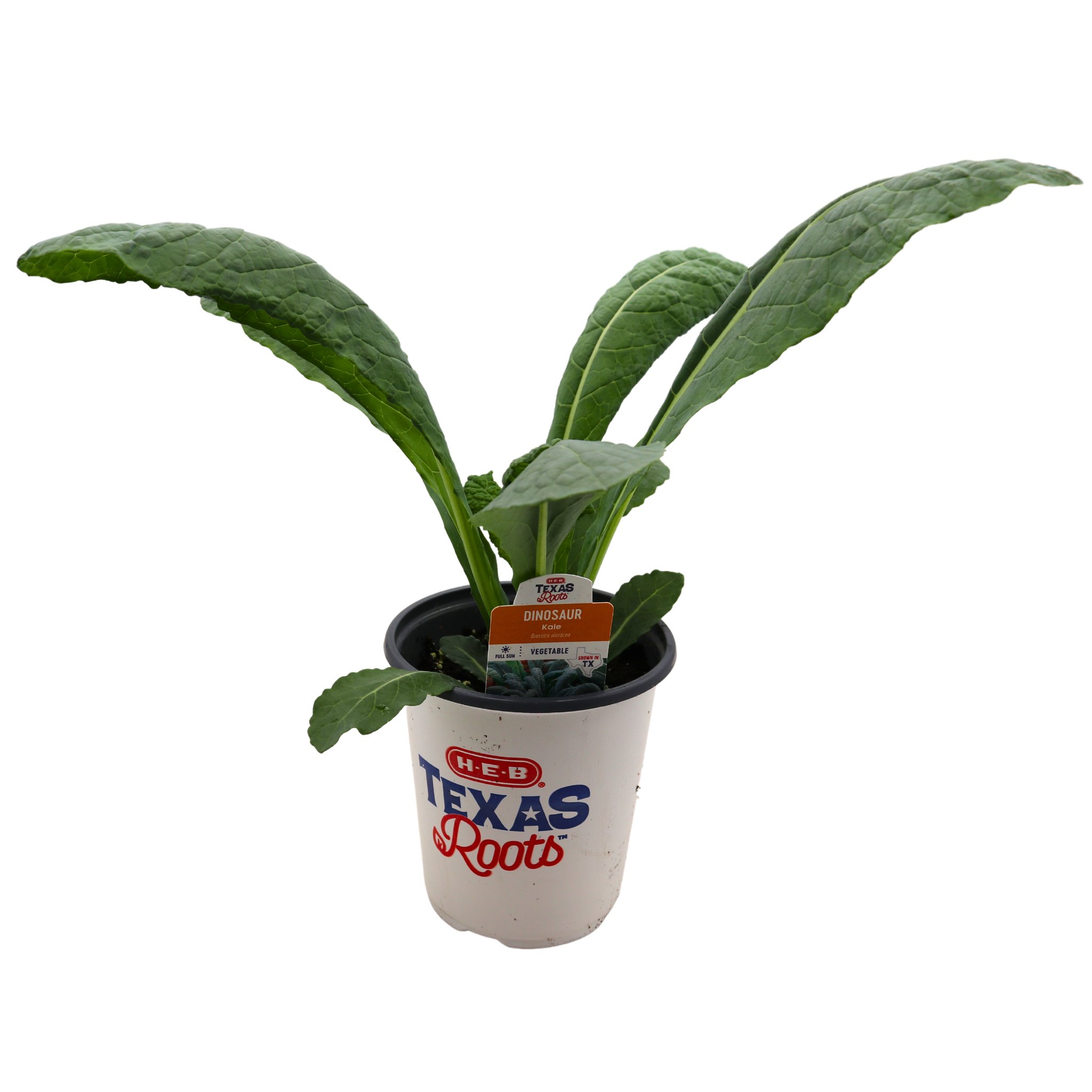 H-E-B Texas Roots Dinosaur Kale Plant - Shop Potted plants at H-E-B