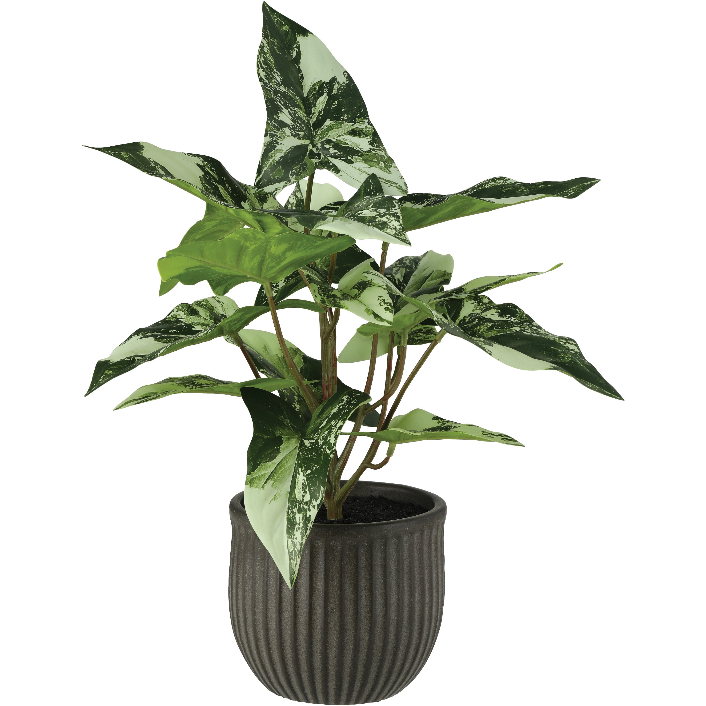 Haven + Key Faux Silver Queen Plant in Ceramic Pot - Shop Seasonal ...